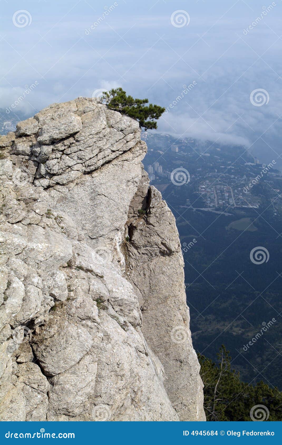 Tree On The Cliff. Picture Image: 4945684