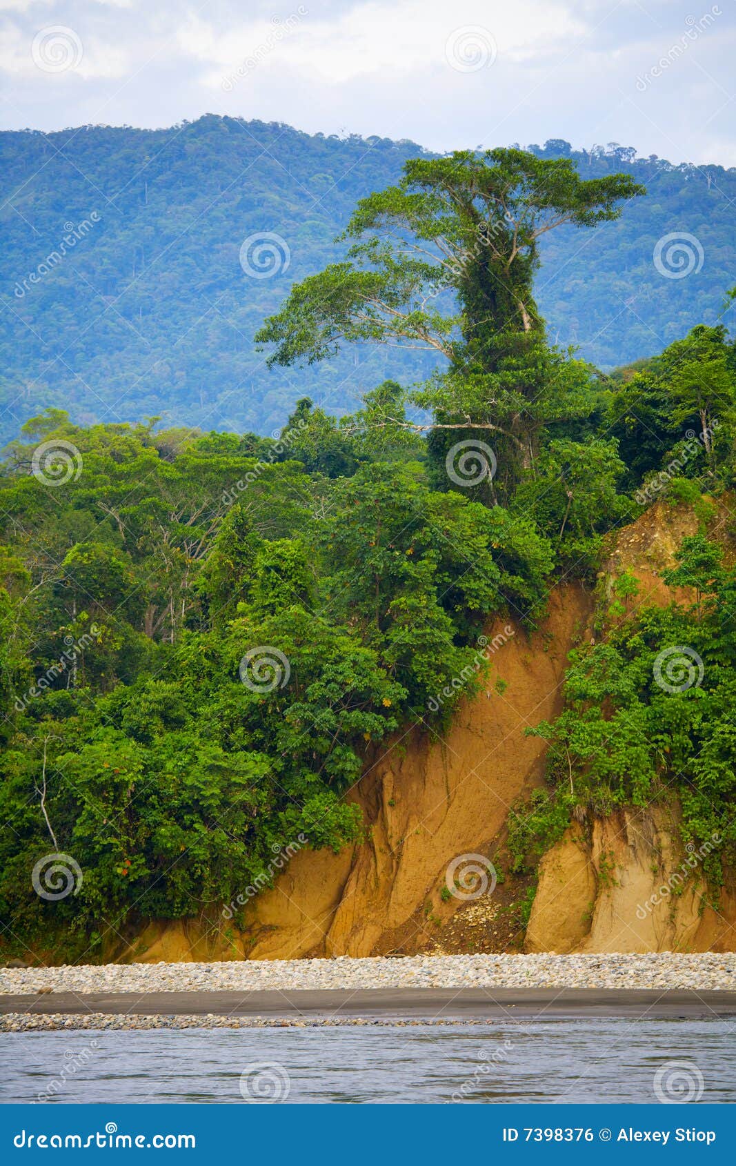 Tree on a cliff stock photo. Image of nature, cliff, peru - 7398376