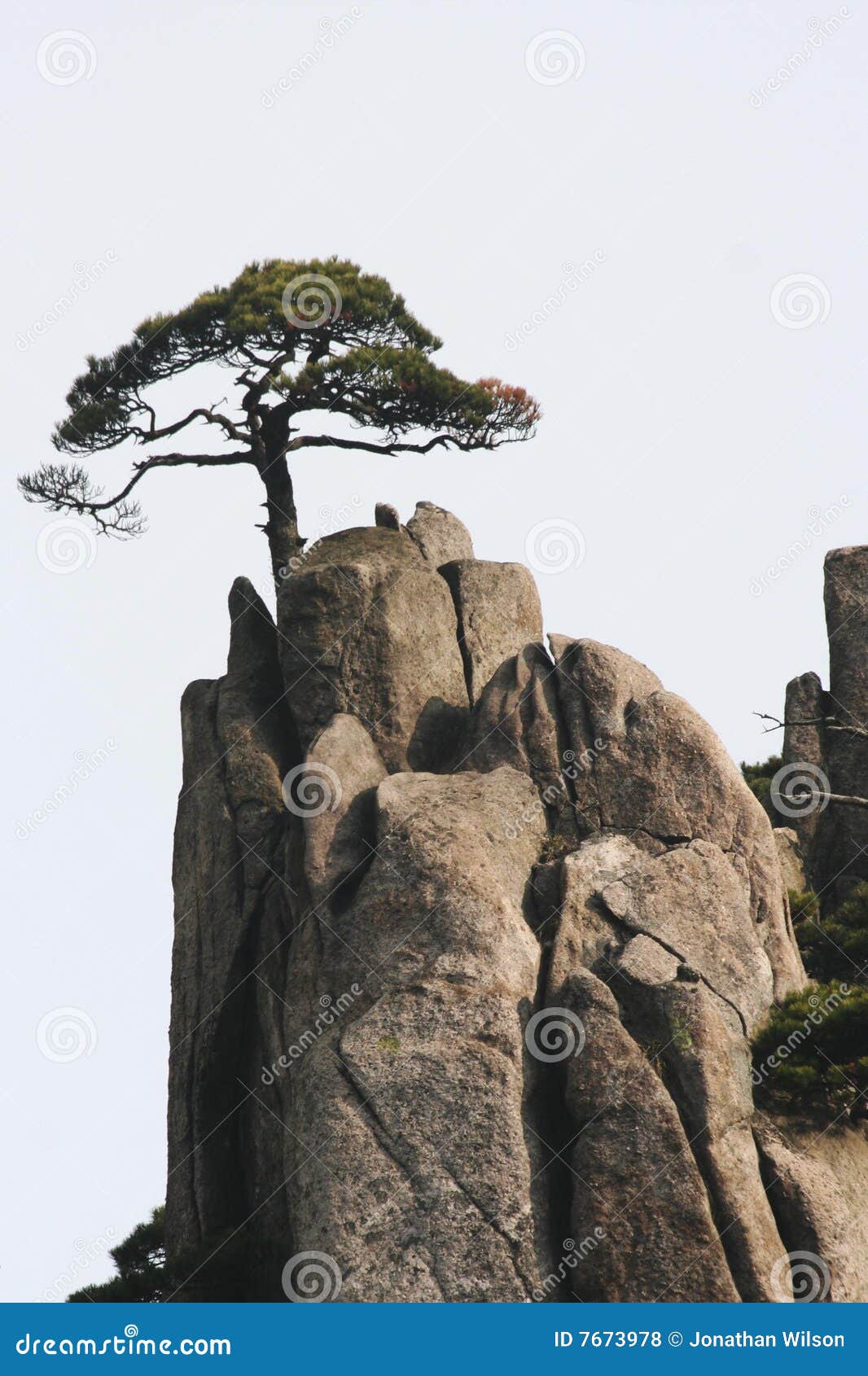 Tree on a Cliff stock photo. Image of rocks, landscape - 7673978