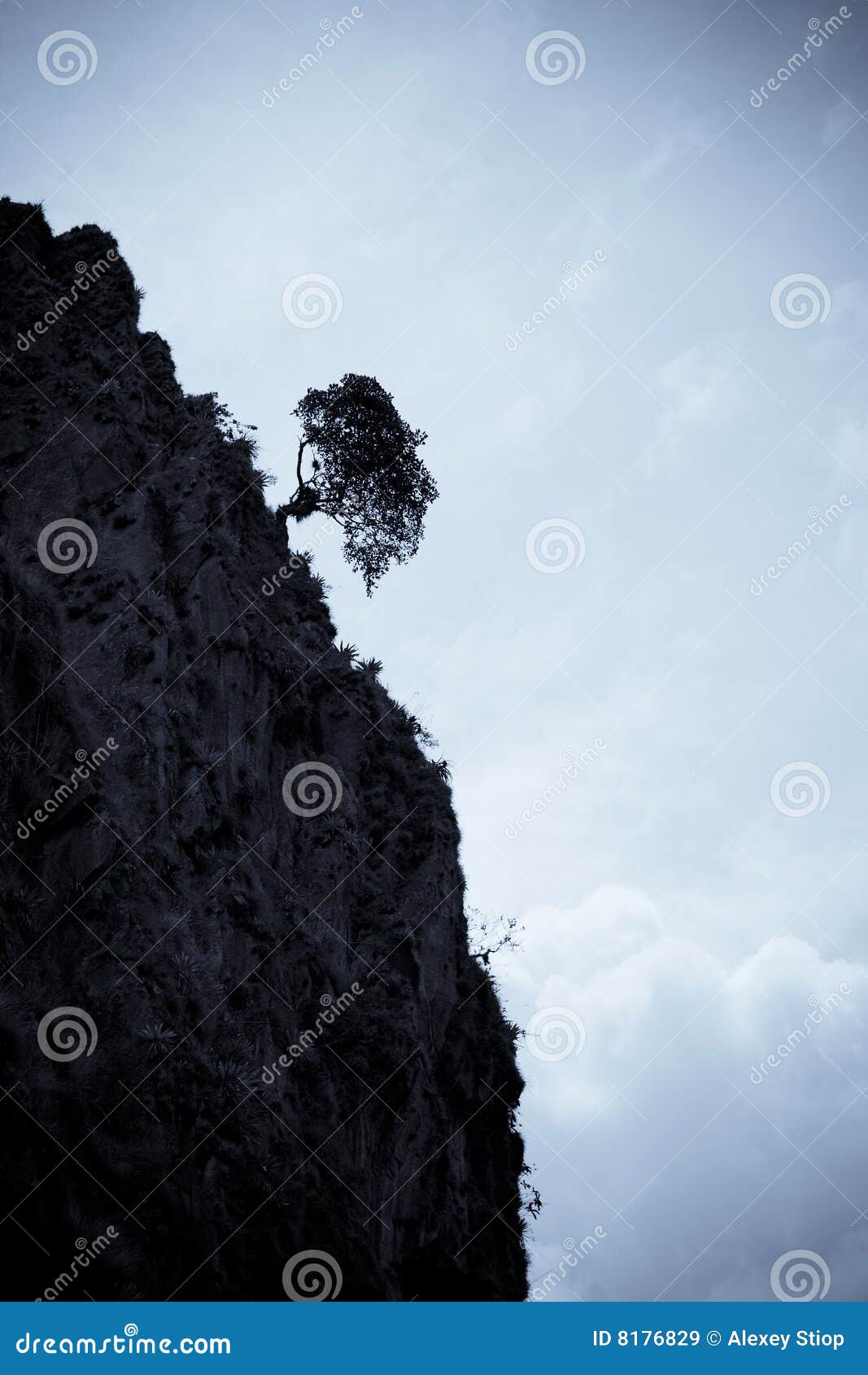 Tree on the cliff stock image. Image of persistence, difficult - 8176829