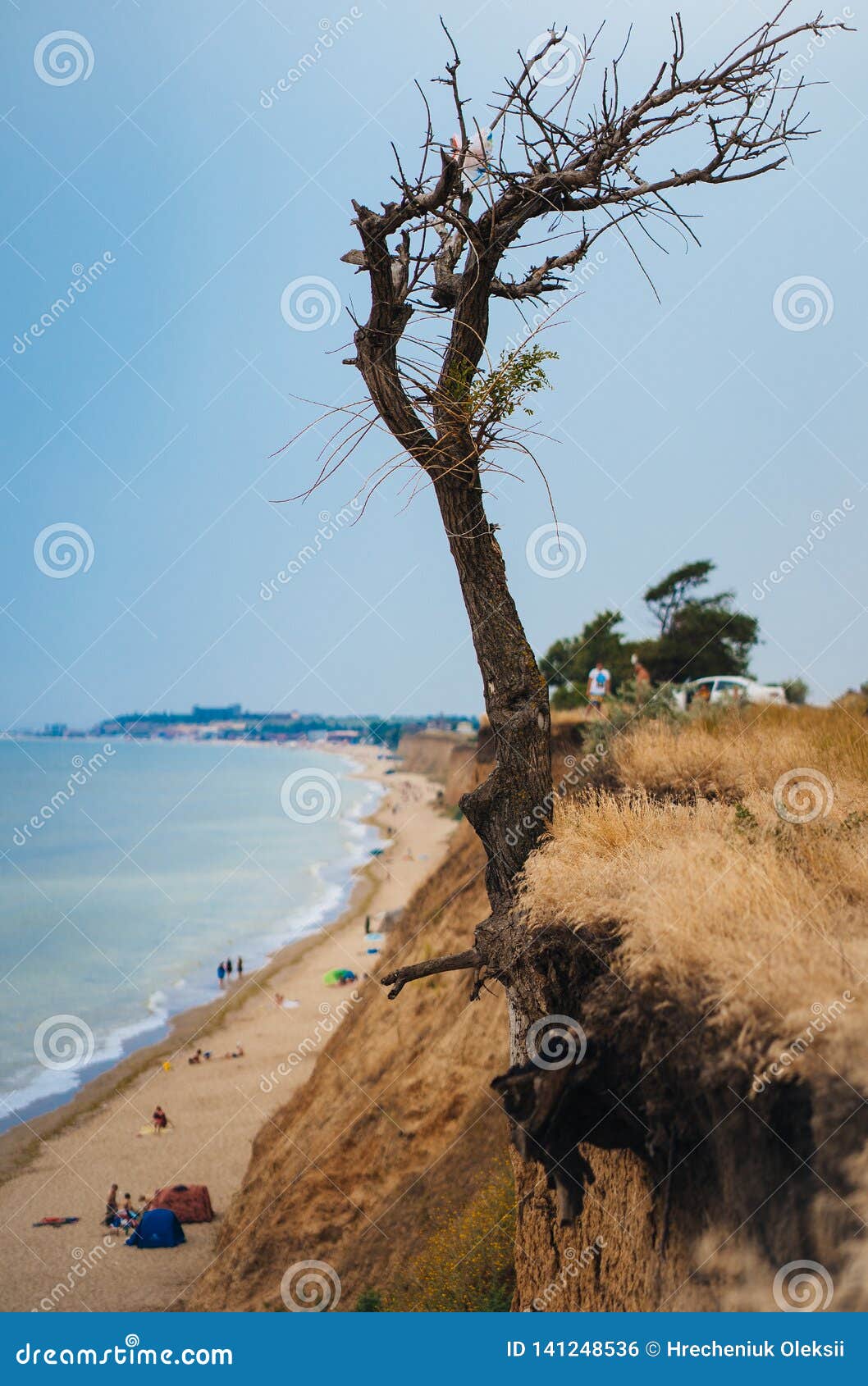 Tree on a Cliff Above the Ocean Stock Photo - Image of landscape ...