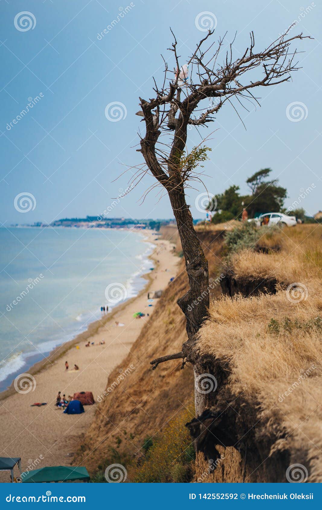 Tree on a Cliff Above the Ocean Stock Photo - Image of bush, lonely ...
