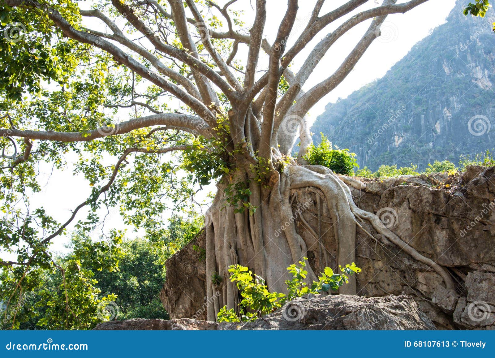 Tree on a cliff stock image. Image of crag, conflict - 68107613
