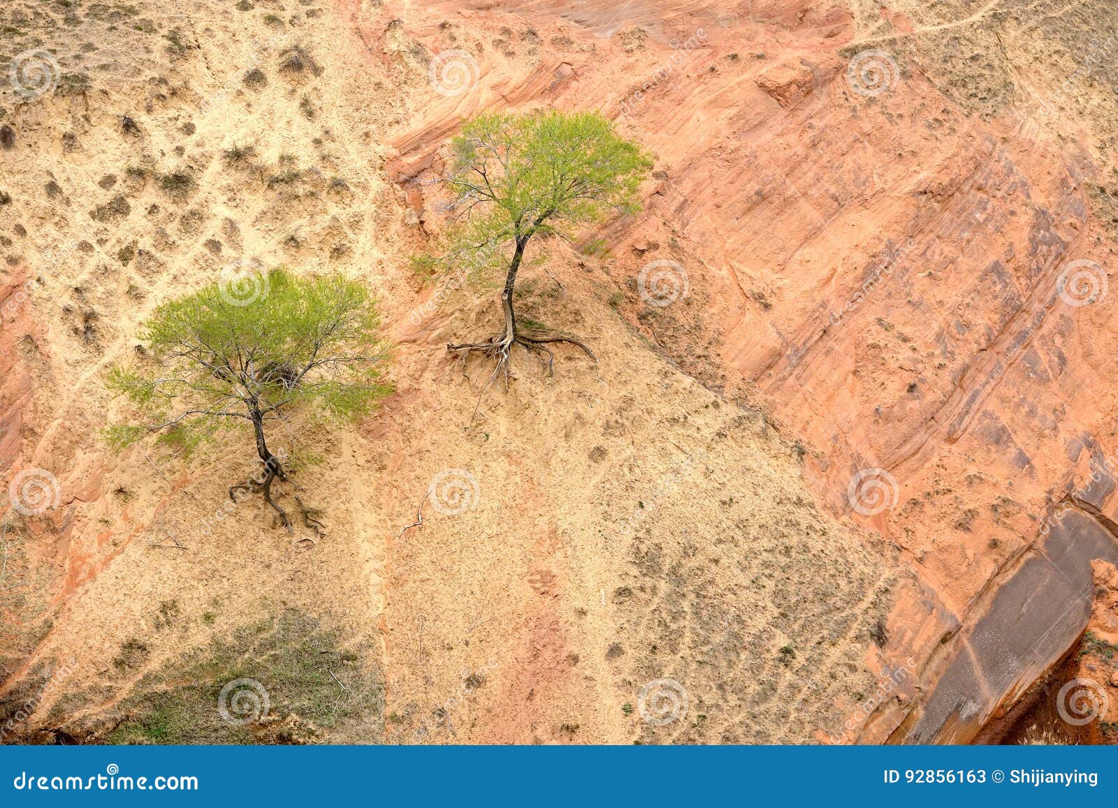 Tree on cliff stock image. Image of cliffs, natural, cliff - 92856163