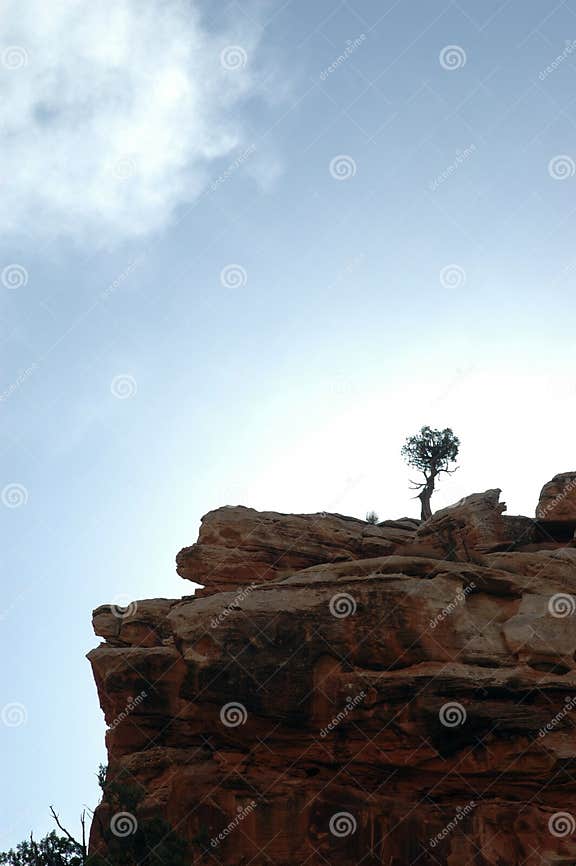 Tree Cliff Cloud stock photo. Image of outdoors, alone - 721138