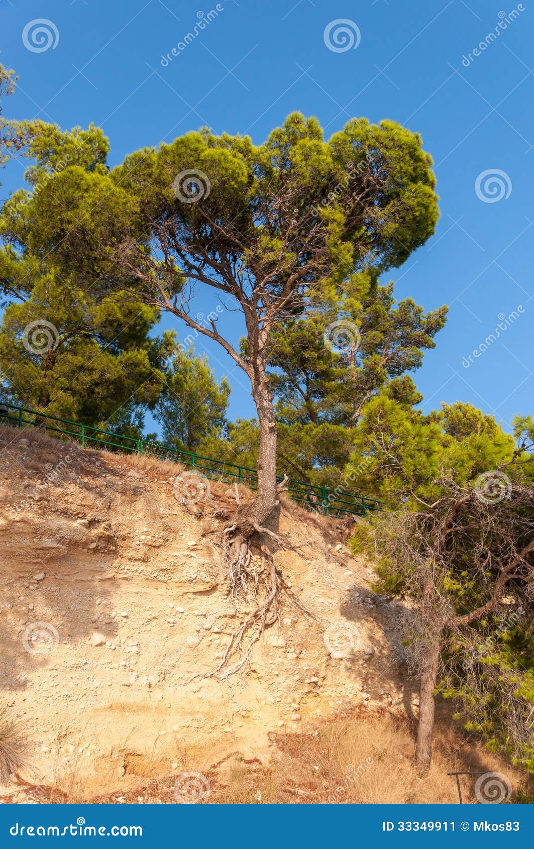 Tree on a cliff stock image. Image of blue, outdoors - 33349911