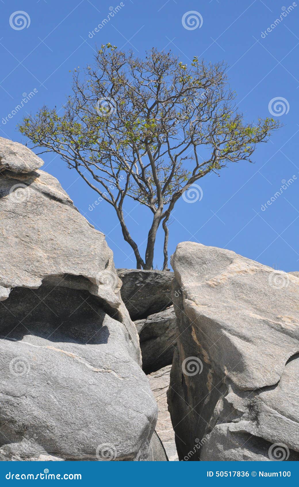 The tree on cliff stock photo. Image of beauty, scenery - 50517836