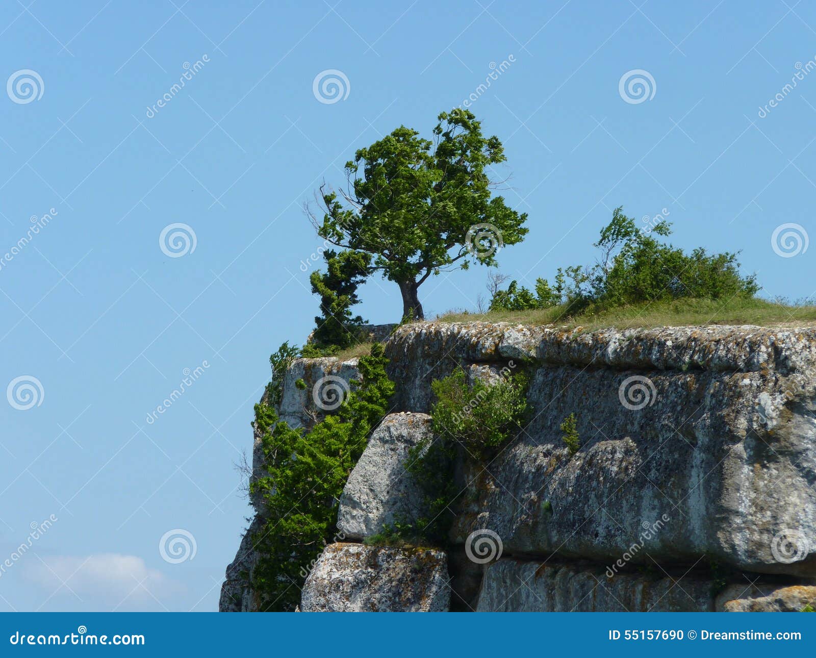 Tree on a cliff stock photo. Image of lone, stone, nature - 55157690