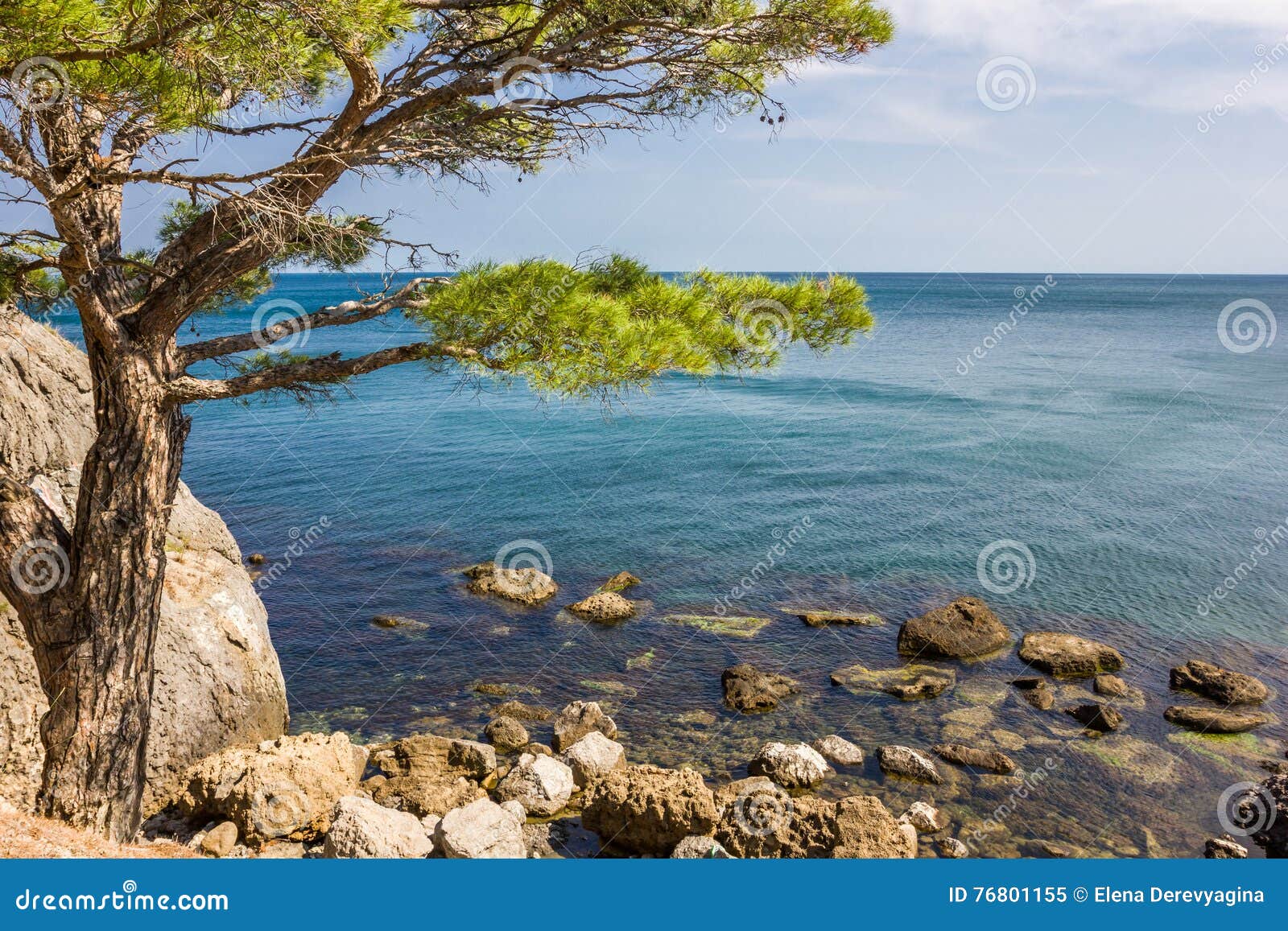 Tree on a Cliff Near the Sea Stock Image - Image of season, green: 76801155
