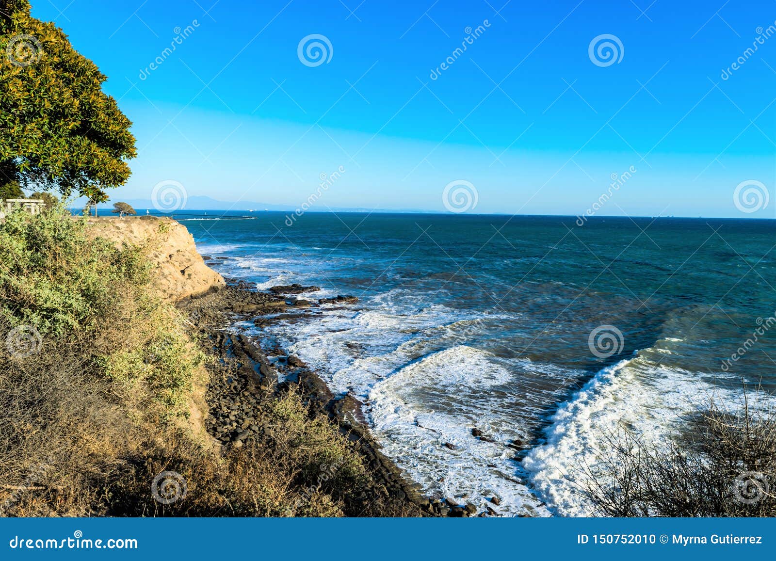 Tree on Cliff Overlooking Pacific Ocean Stock Photo - Image of pacific ...