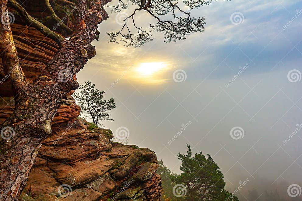 A Tree on a Cliff with a Sky Background and a Sun Peeking through the ...