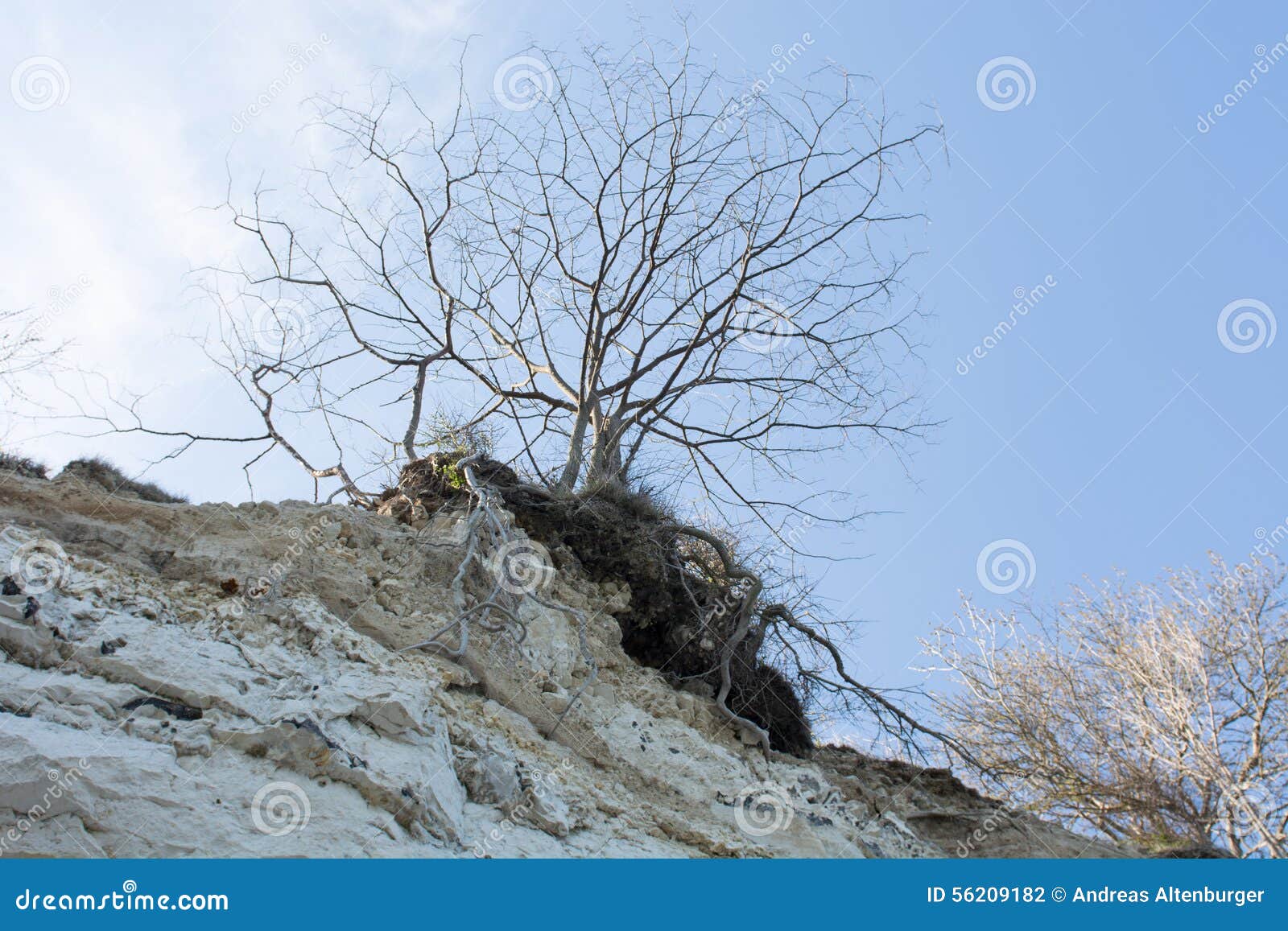 Tree on cliff top stock photo. Image of hill, cliff, outdoor - 56209182