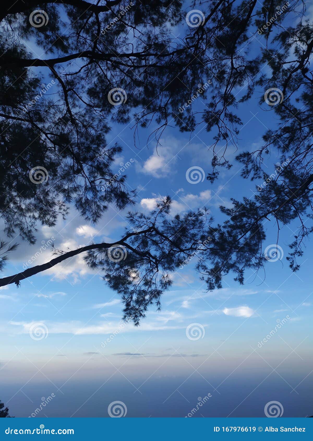 Tree on a cliff stock image. Image of leaves, cliff - 167976619