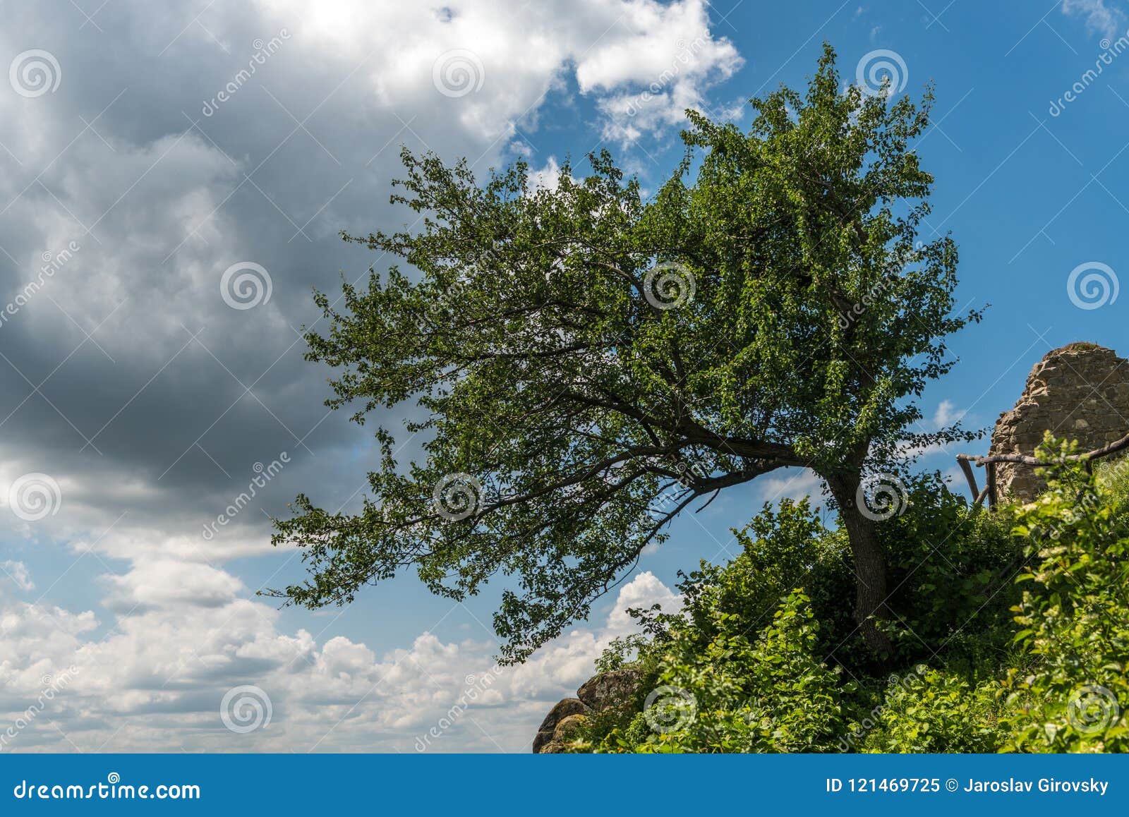Tree on the cliff stock image. Image of water, landscape - 121469725