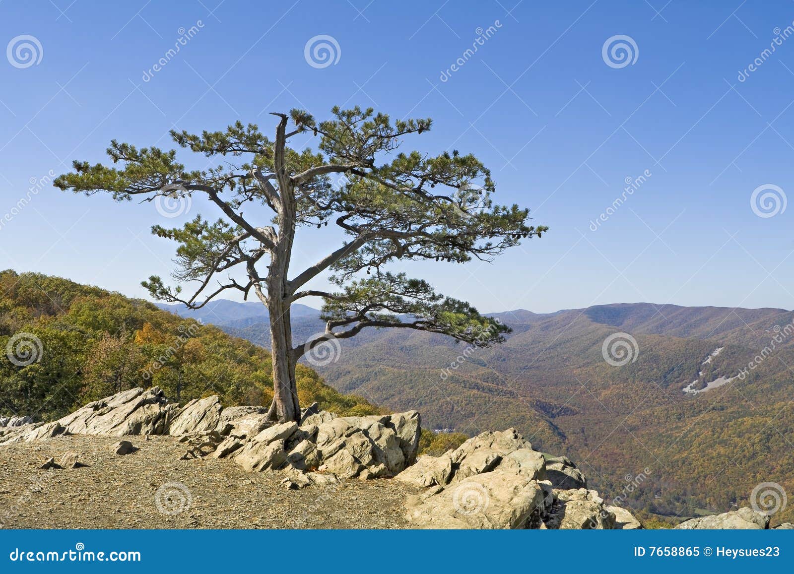 Tree on cliffs edge stock image. Image of colorful, range - 7658865