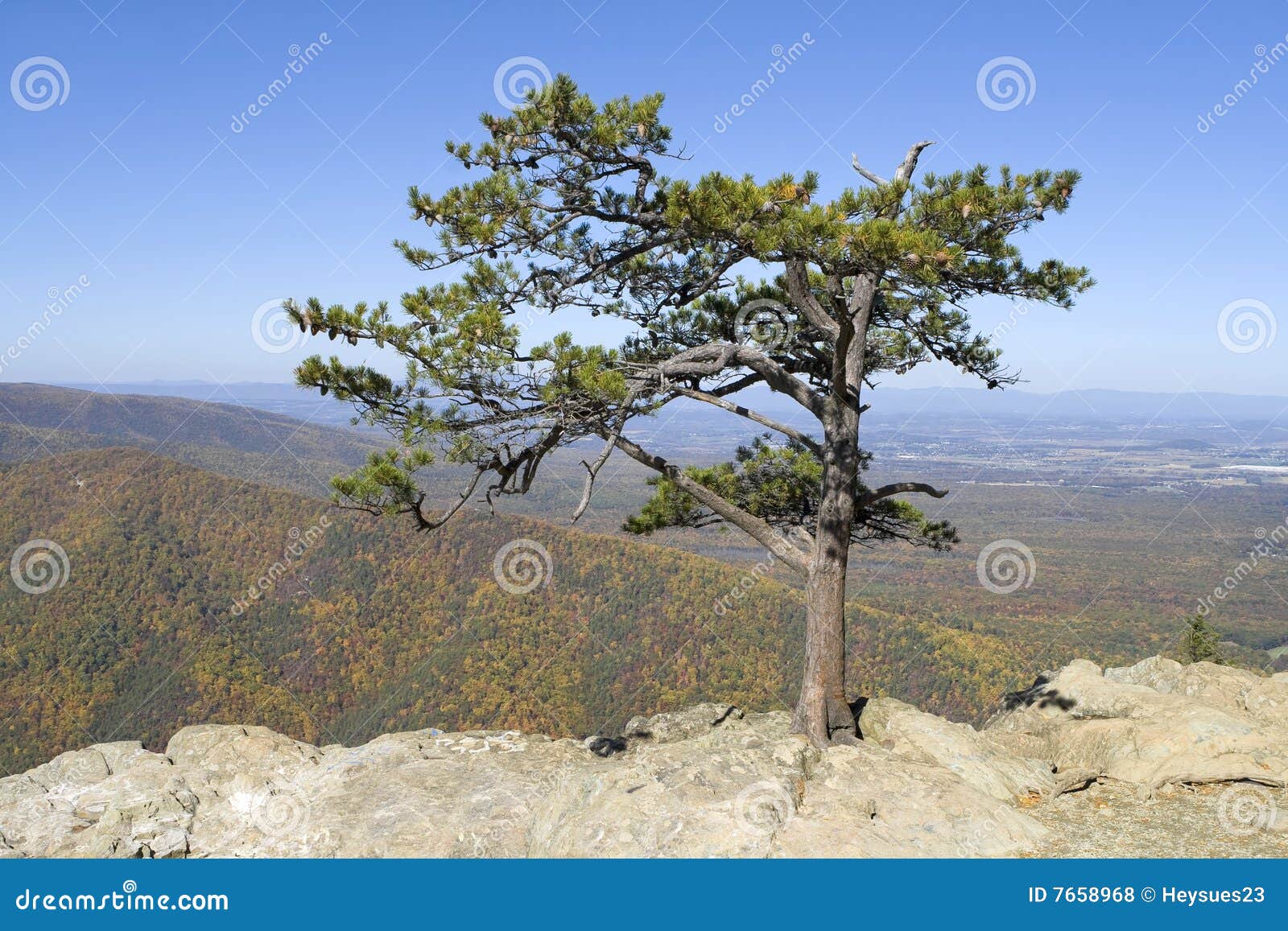 Tree on cliffs edge stock photo. Image of clear, autumn - 7658968
