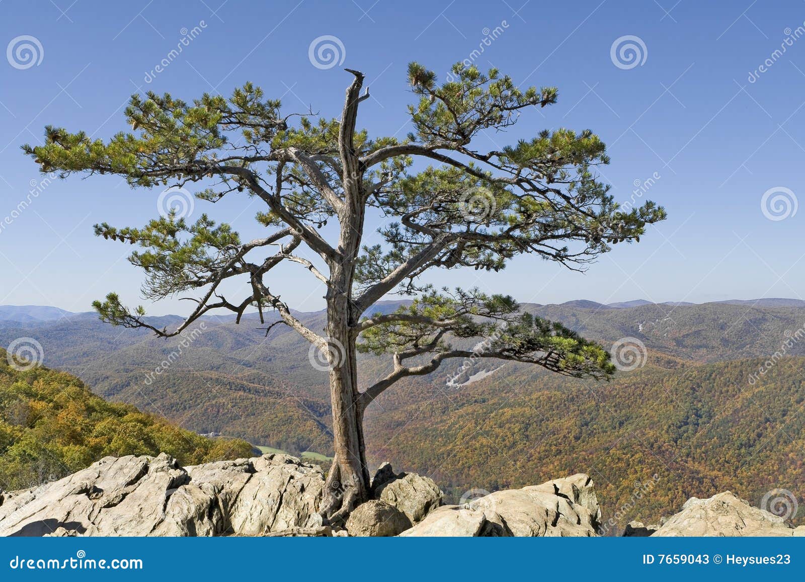 Tree on cliffs edge stock image. Image of distant, cliff - 7659043