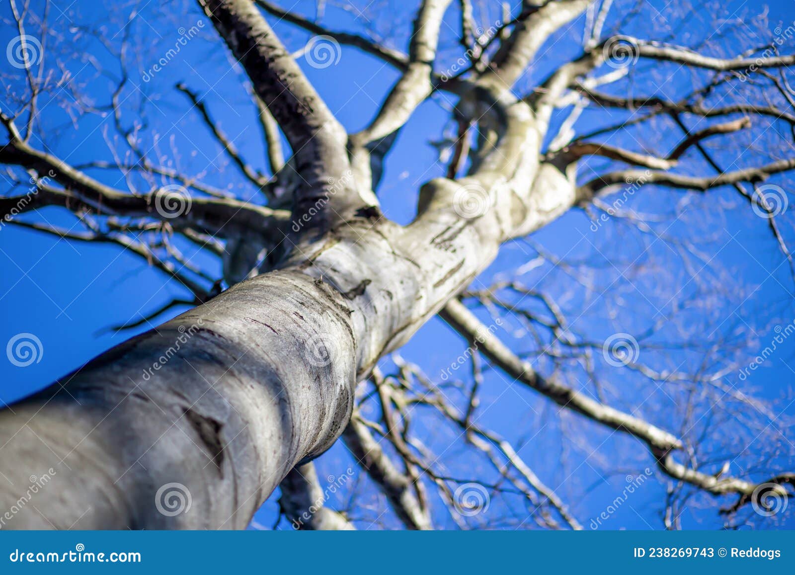 Tree, Climate Change and Global Warming Concept Stock Image - Image of ...