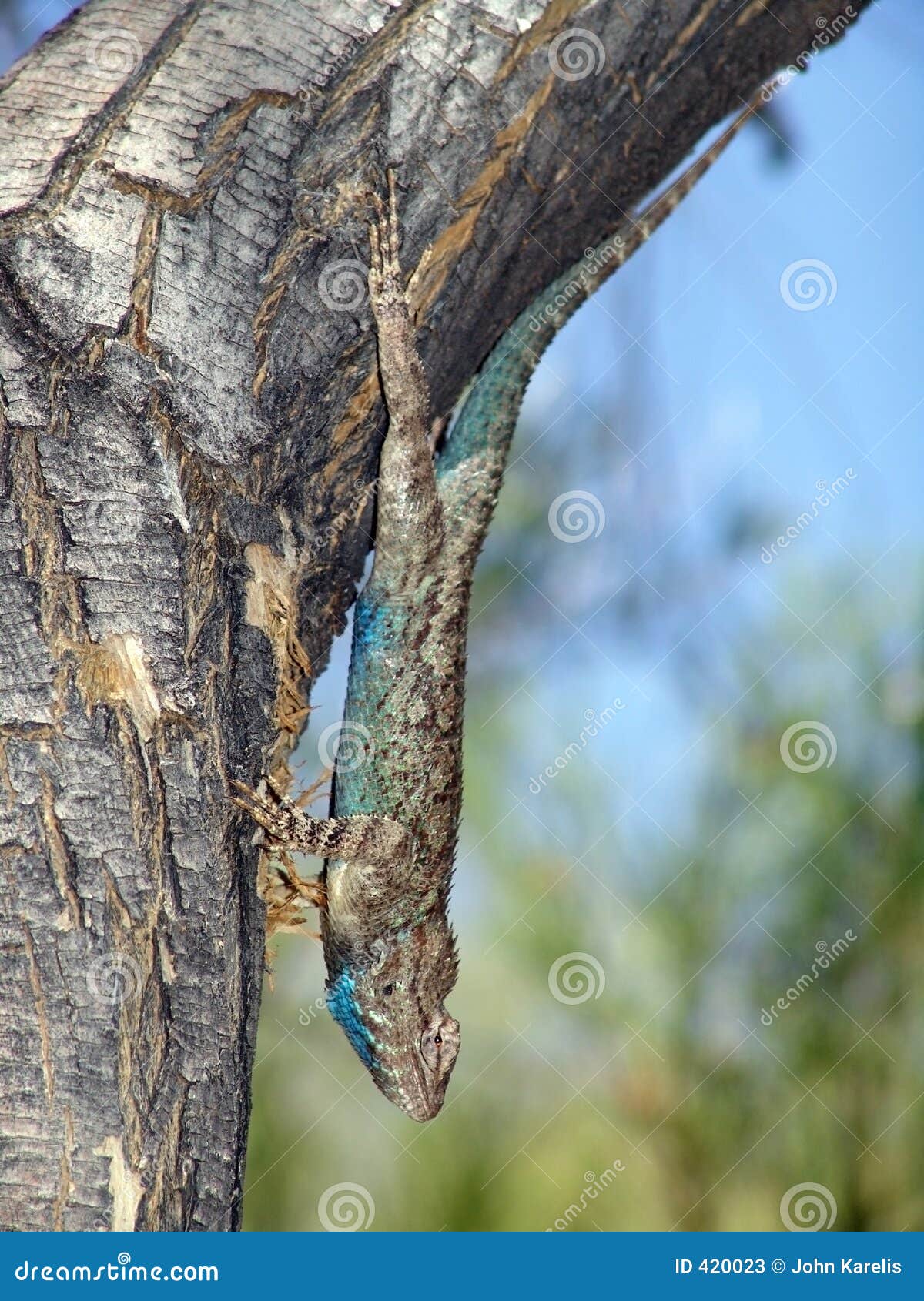 Tree climb stock image. Image of hanging, reptile, west - 420023