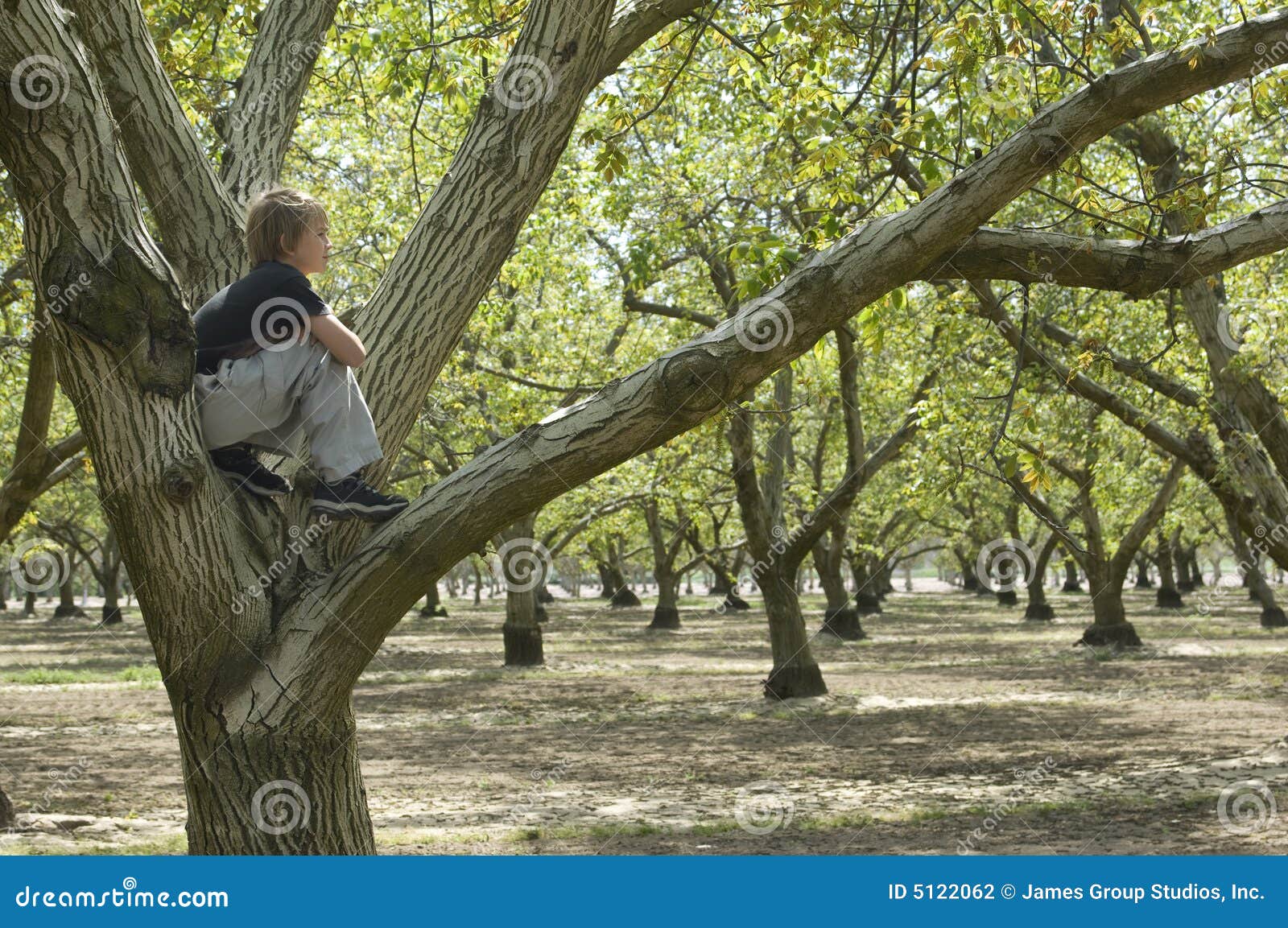 Tree Climber stock photo. Image of natural, serenity, nature - 5122062