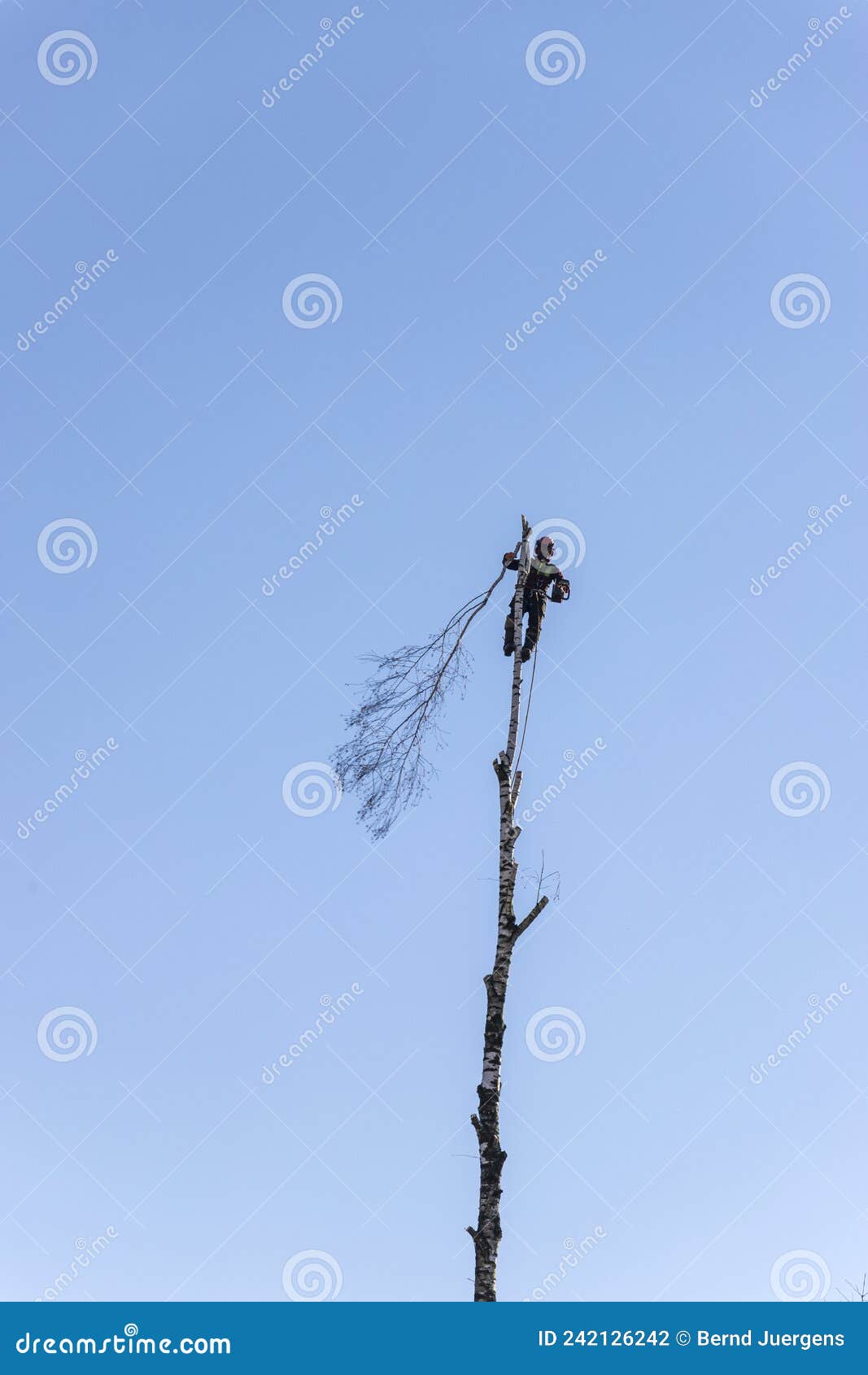 Tree climber stock photo. Image of high, lumber, equipment - 242126242