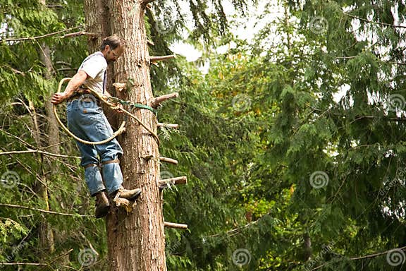 Tree climber and logger stock image. Image of forest - 10182943