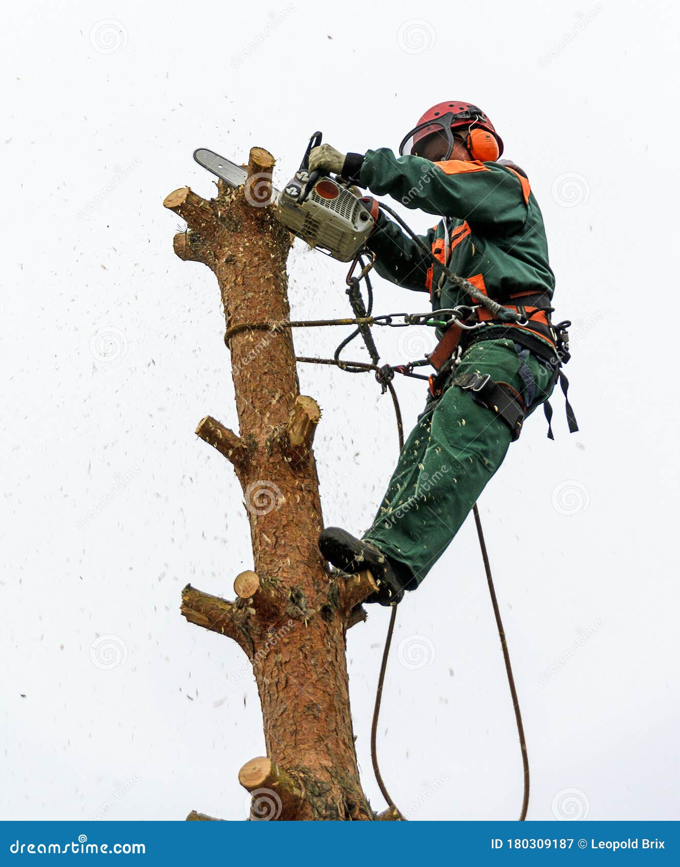 Tree climber on a pine stock image. Image of chain, trunk - 180309187