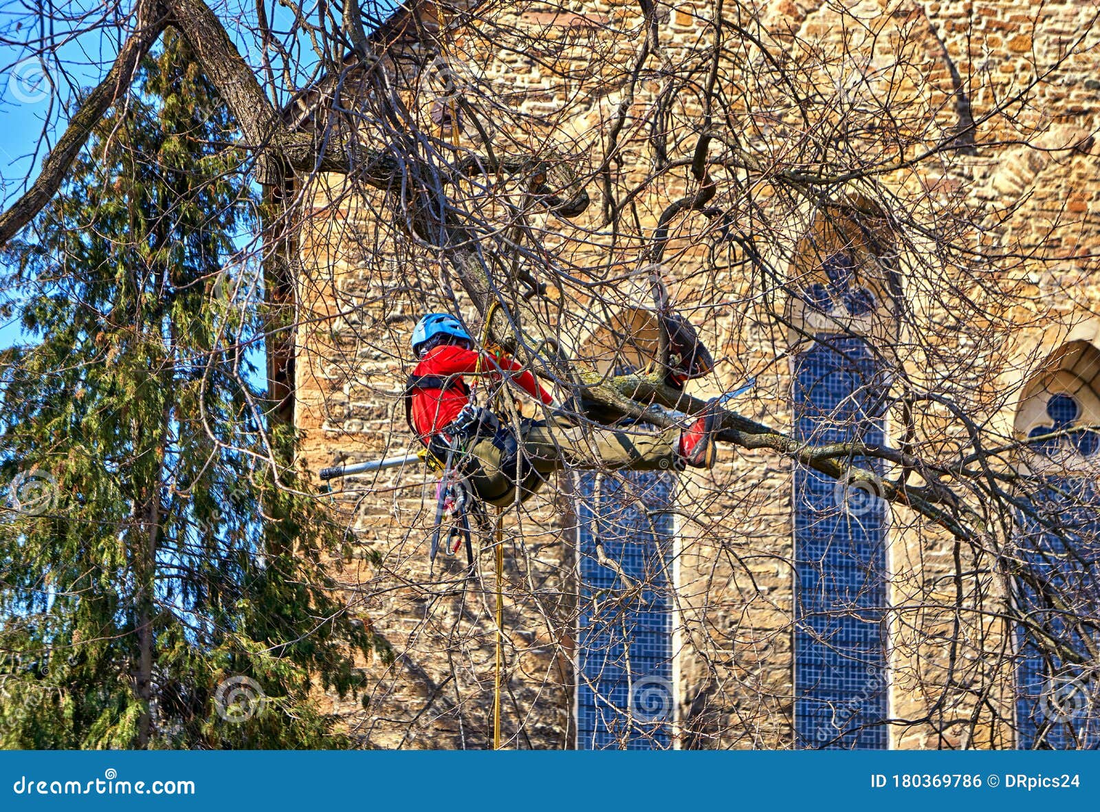 Tree Climber Pruning Branches in a Tree Stock Photo - Image of arborist ...