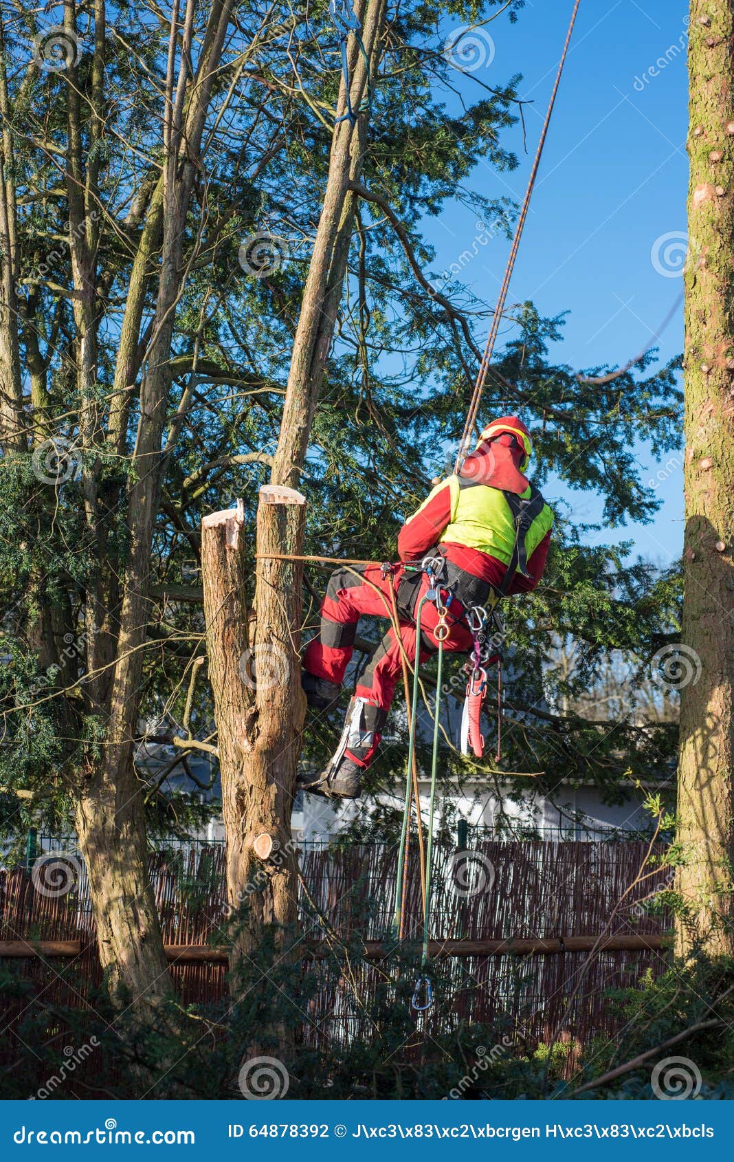 Tree Climber in the Sunlight Cutting Down a Tree Editorial Photography ...