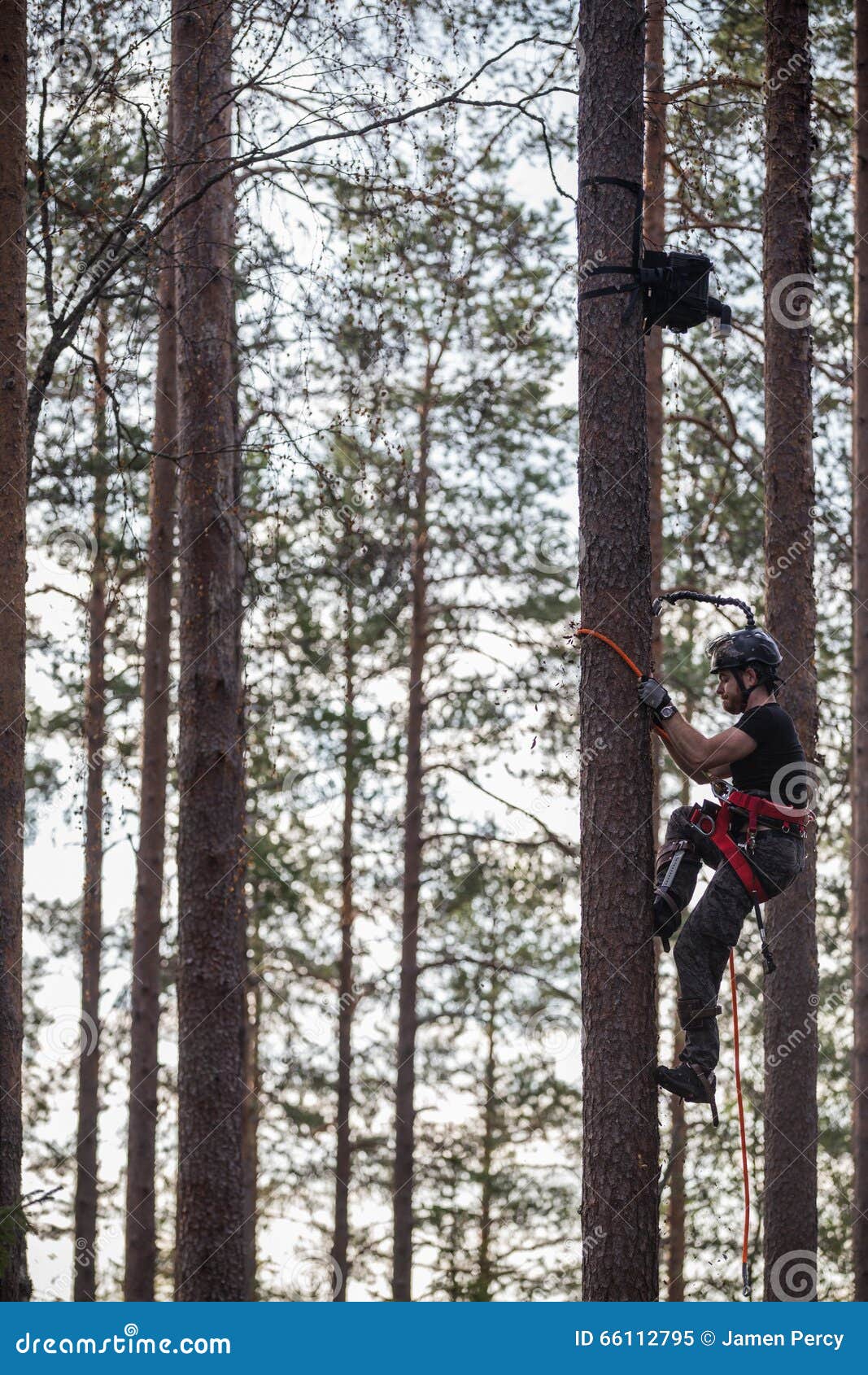Tree Climber Up in a Tree with Climbing Gear Stock Image - Image of ...