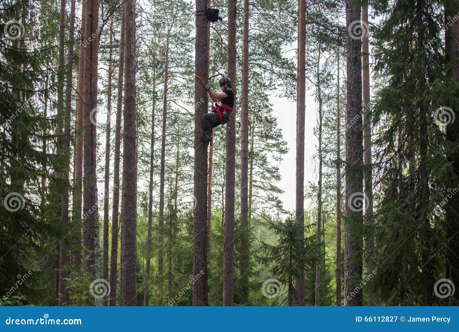 Tree Climber Up in a Tree with Climbing Gear Stock Image - Image of ...