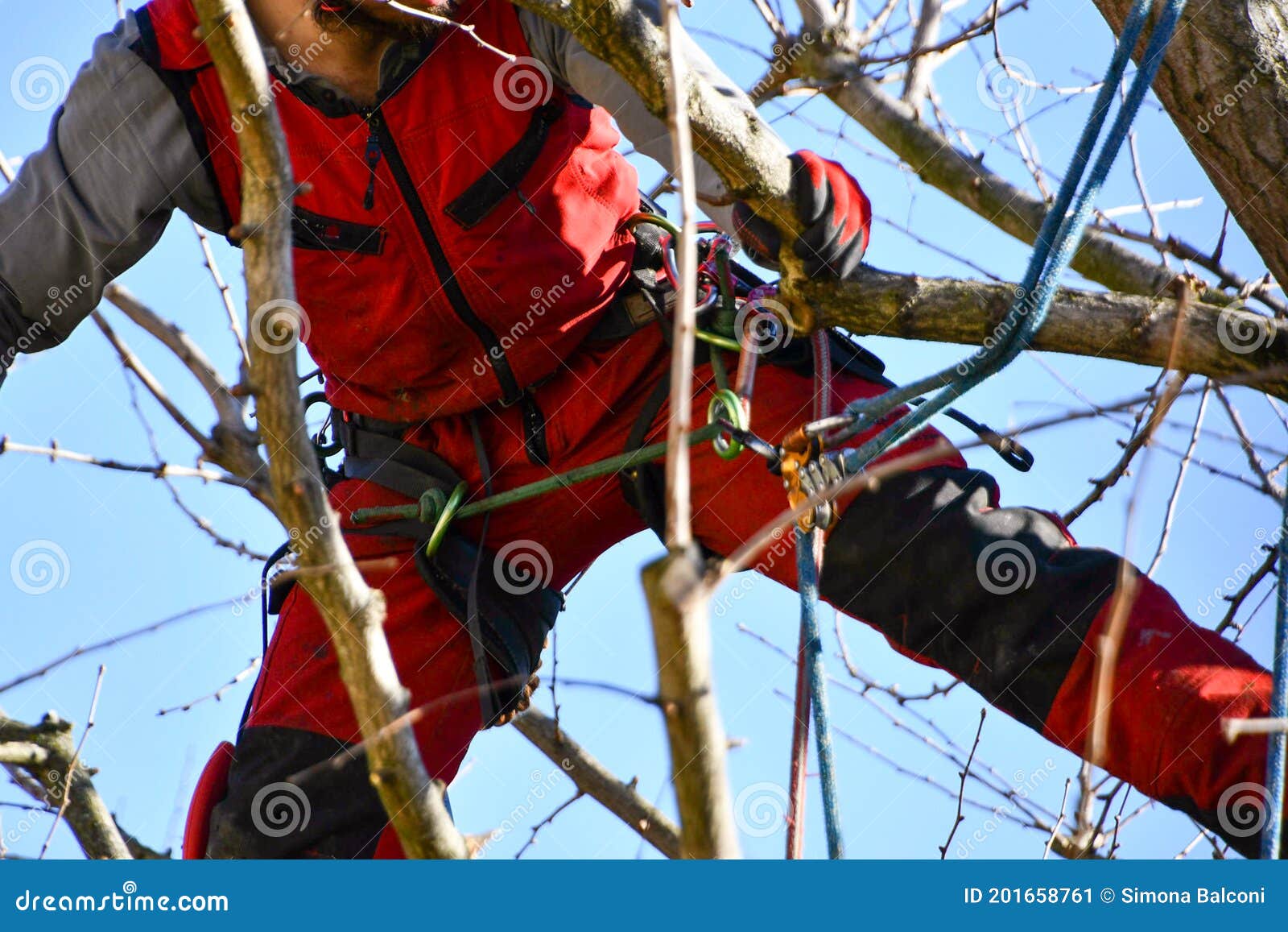 Tree climber at work stock image. Image of foliage, bush - 201658761