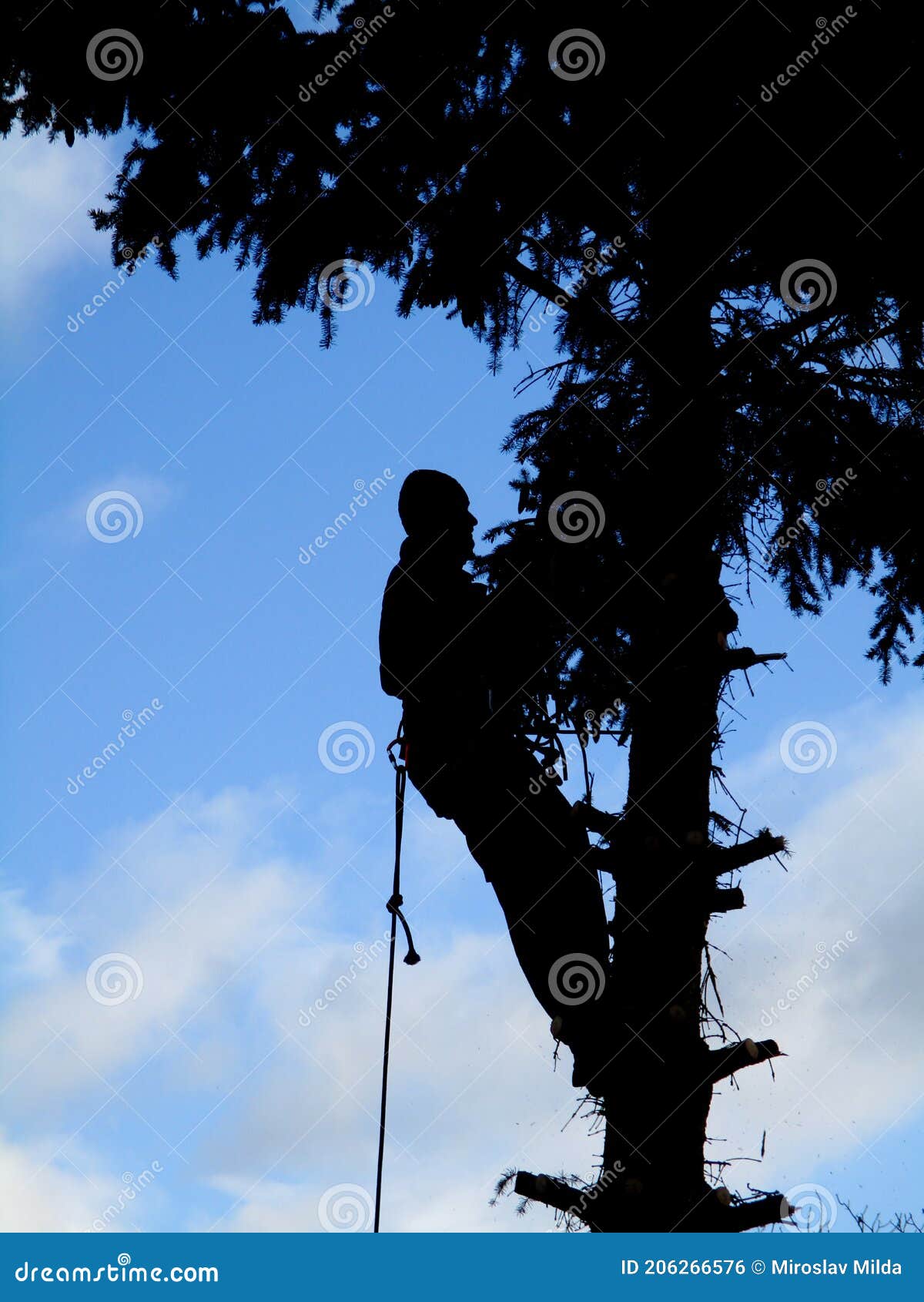 Tree Climber at Works Silhouette Stock Photo - Image of arborist ...