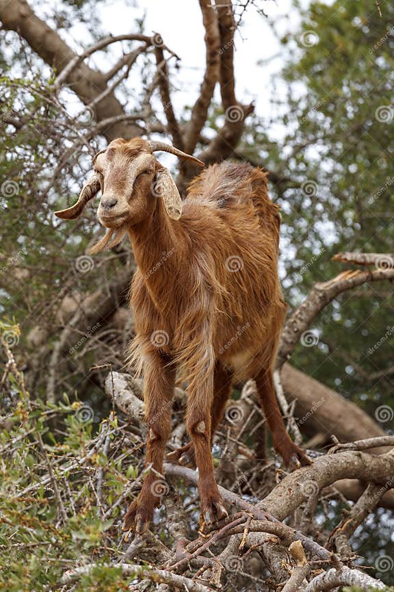 Tree Climbing Goat, Argan Tree, Morocco Stock Photo - Image of branches ...