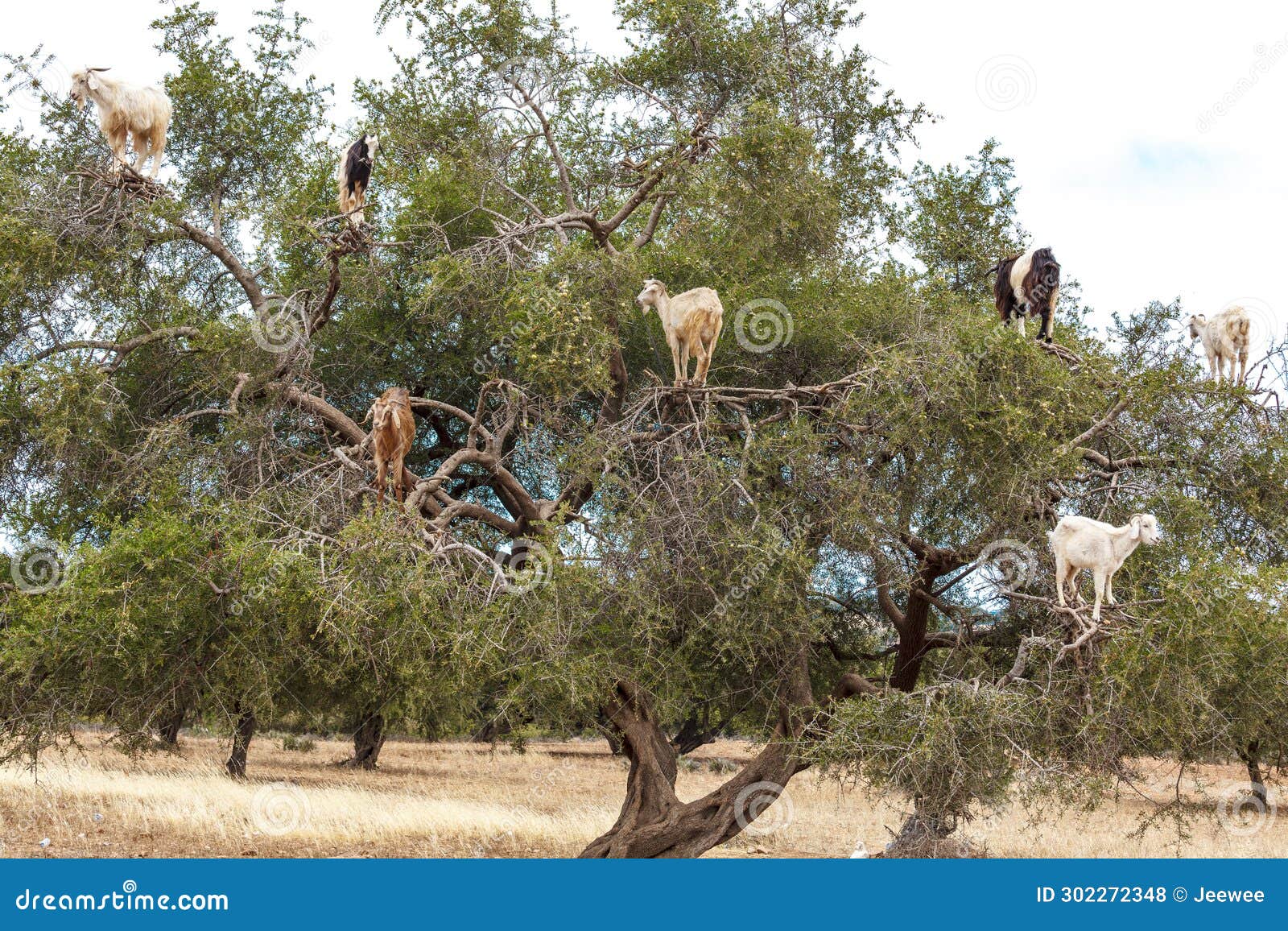 Tree Climbing Goats, Argan Tree, Morocco, Africa Stock Photo - Image of ...