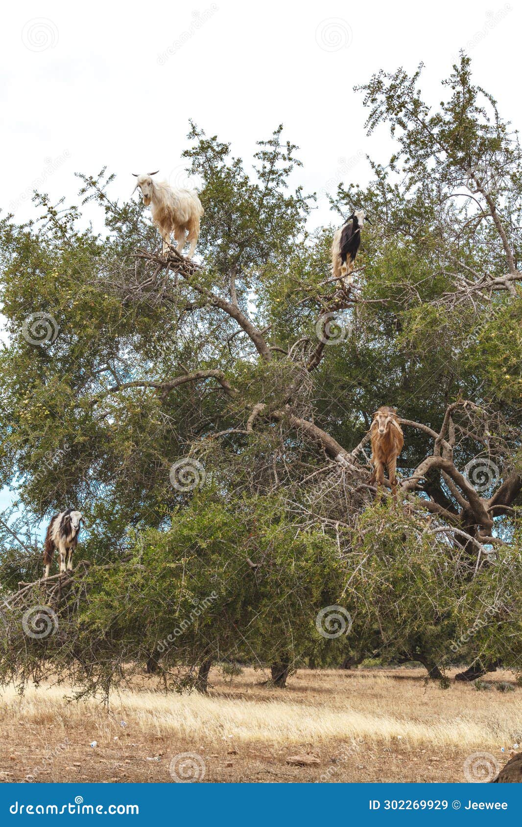 Tree Climbing Goats, Argan Tree, Morocco Stock Image - Image of north ...
