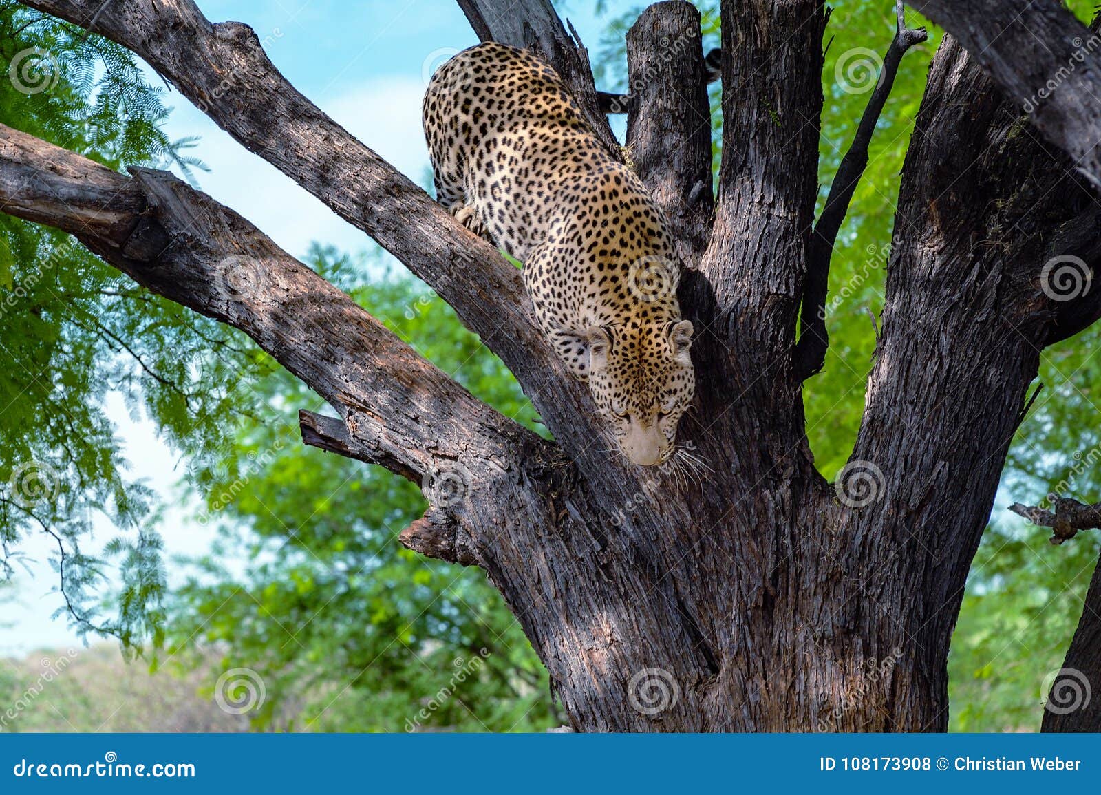 From a Tree Climbing Leopard Stock Photo - Image of predator, namibia ...
