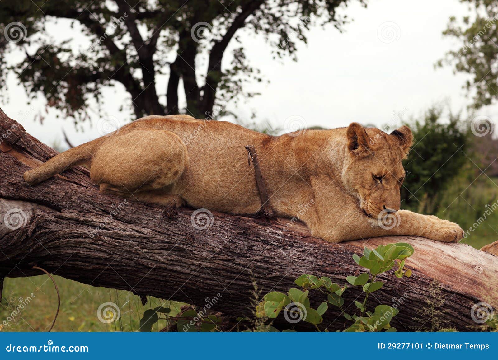 Tree-climbing Lion Family, Queen Elizabeth National Park.jpg Stock ...