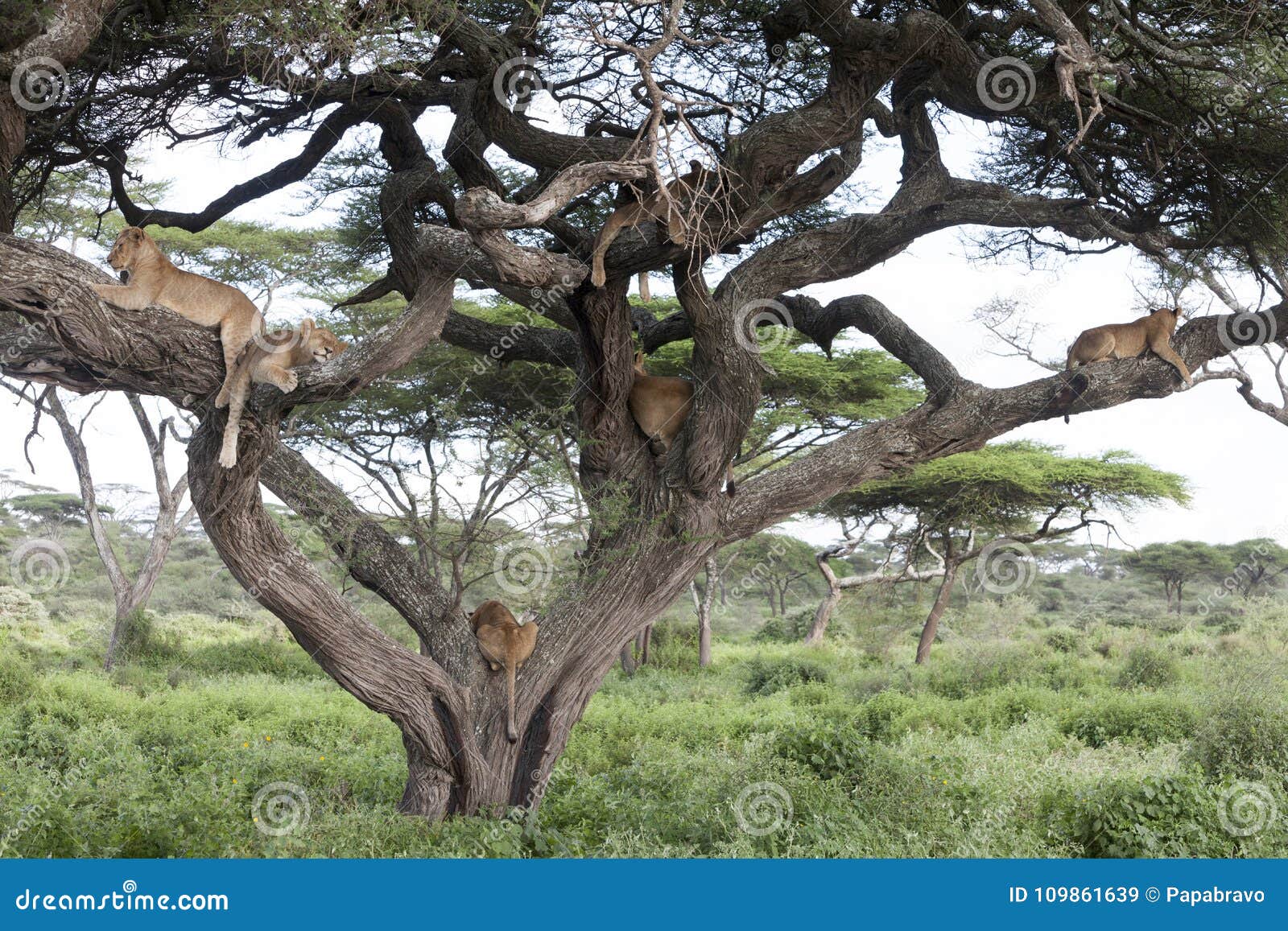 Tree-climbing Lion Family, Queen Elizabeth National Park.jpg Stock ...