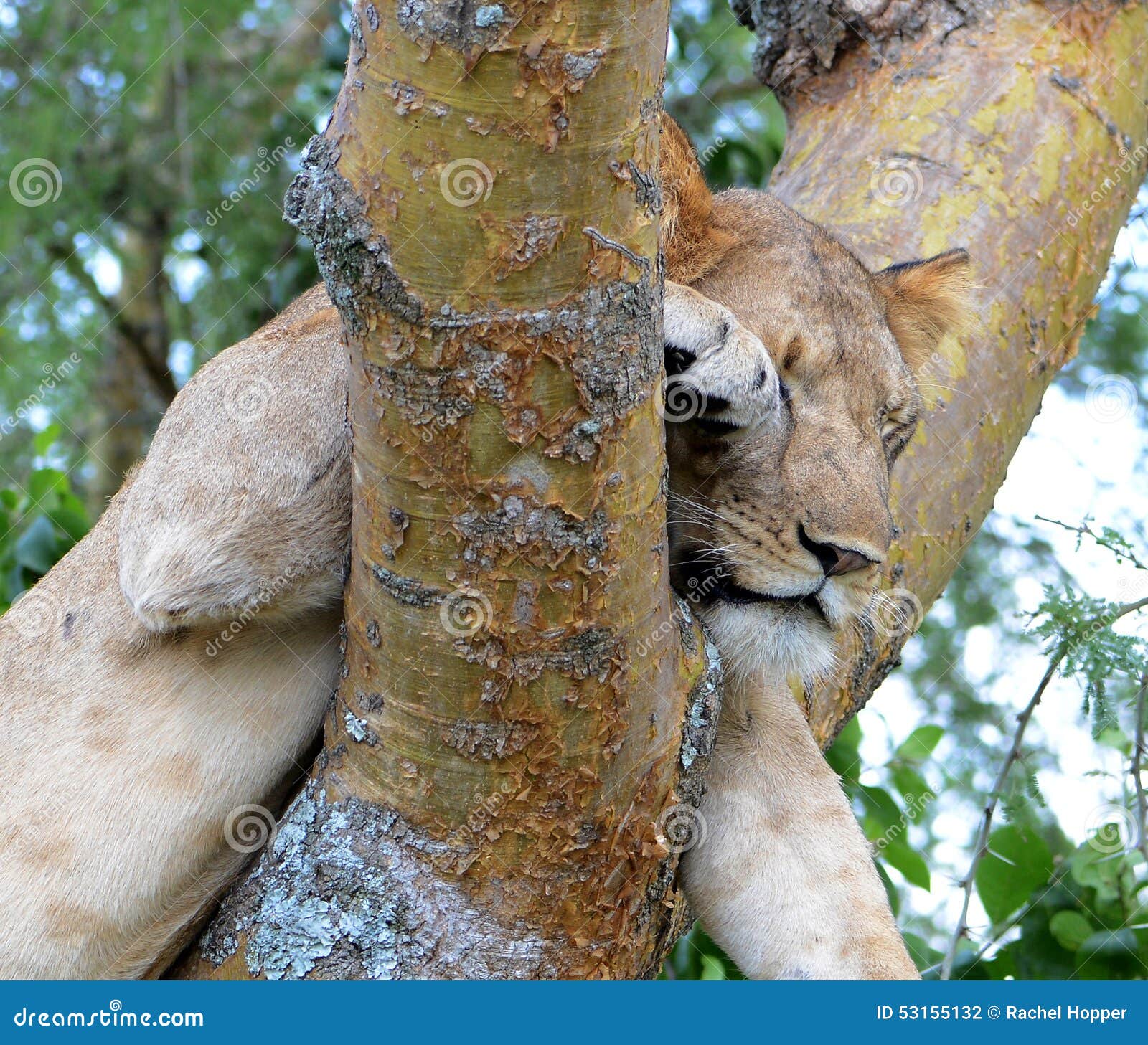 Tree Climbing Lions of Uganda Stock Photo - Image of african, male ...