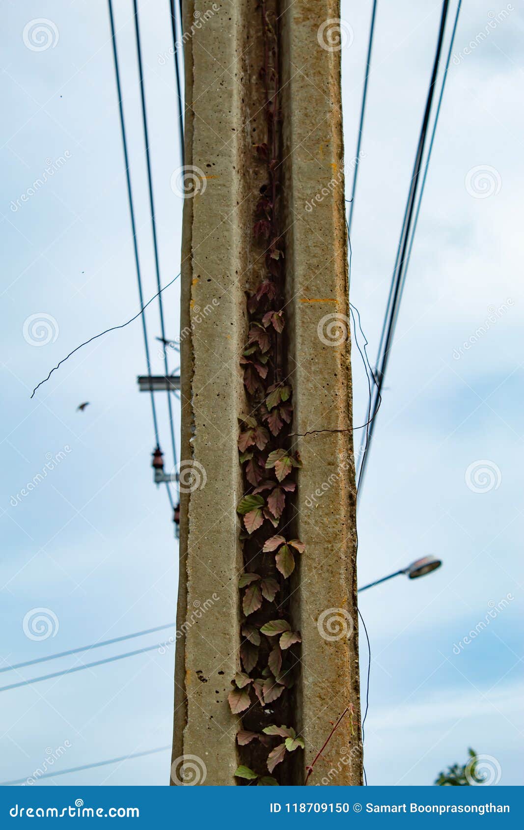 Tree climbing up the pole. stock photo. Image of climber - 118709150