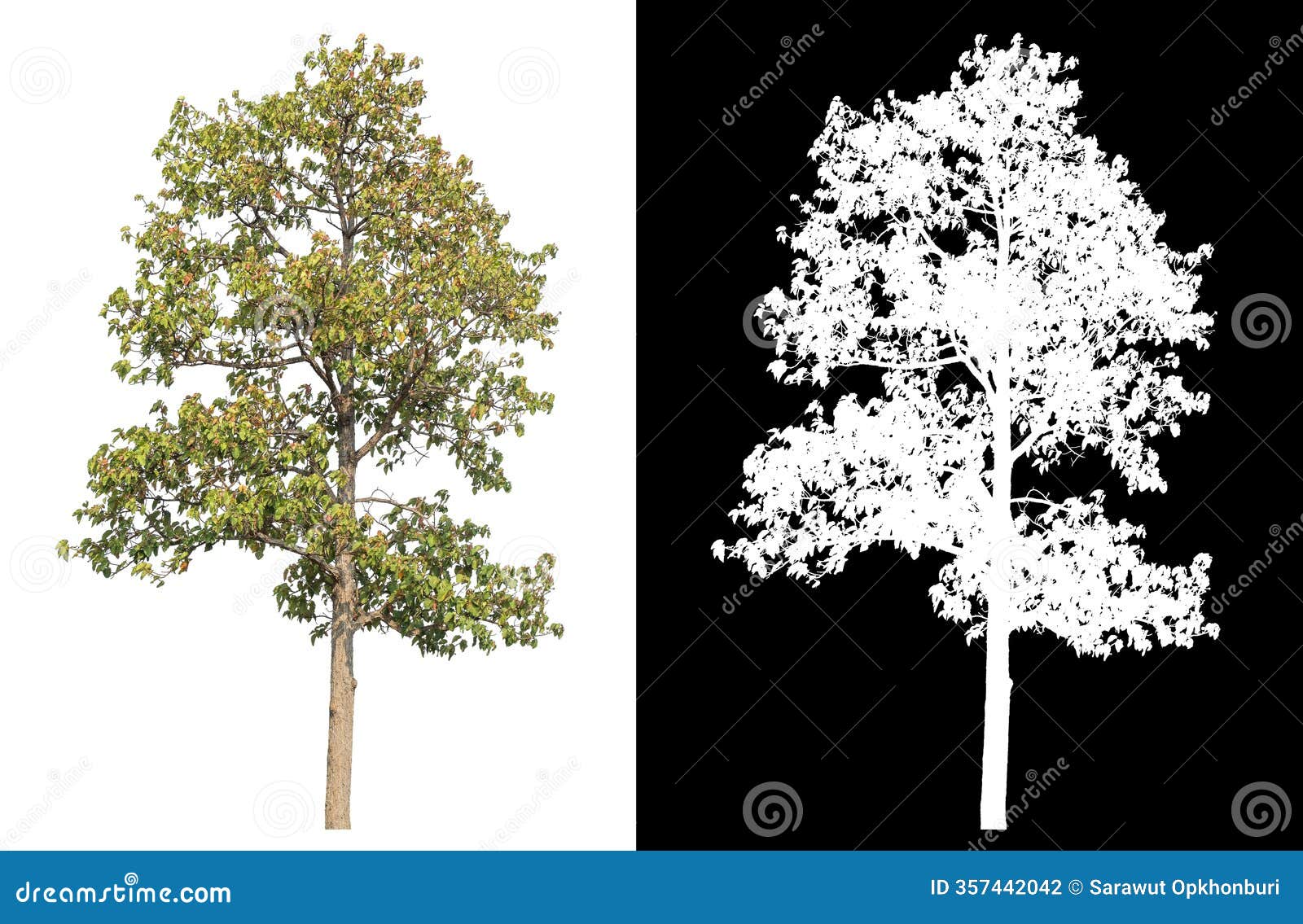 Tree with Clipping Path and Alpha Channel on Black Background . Stock ...