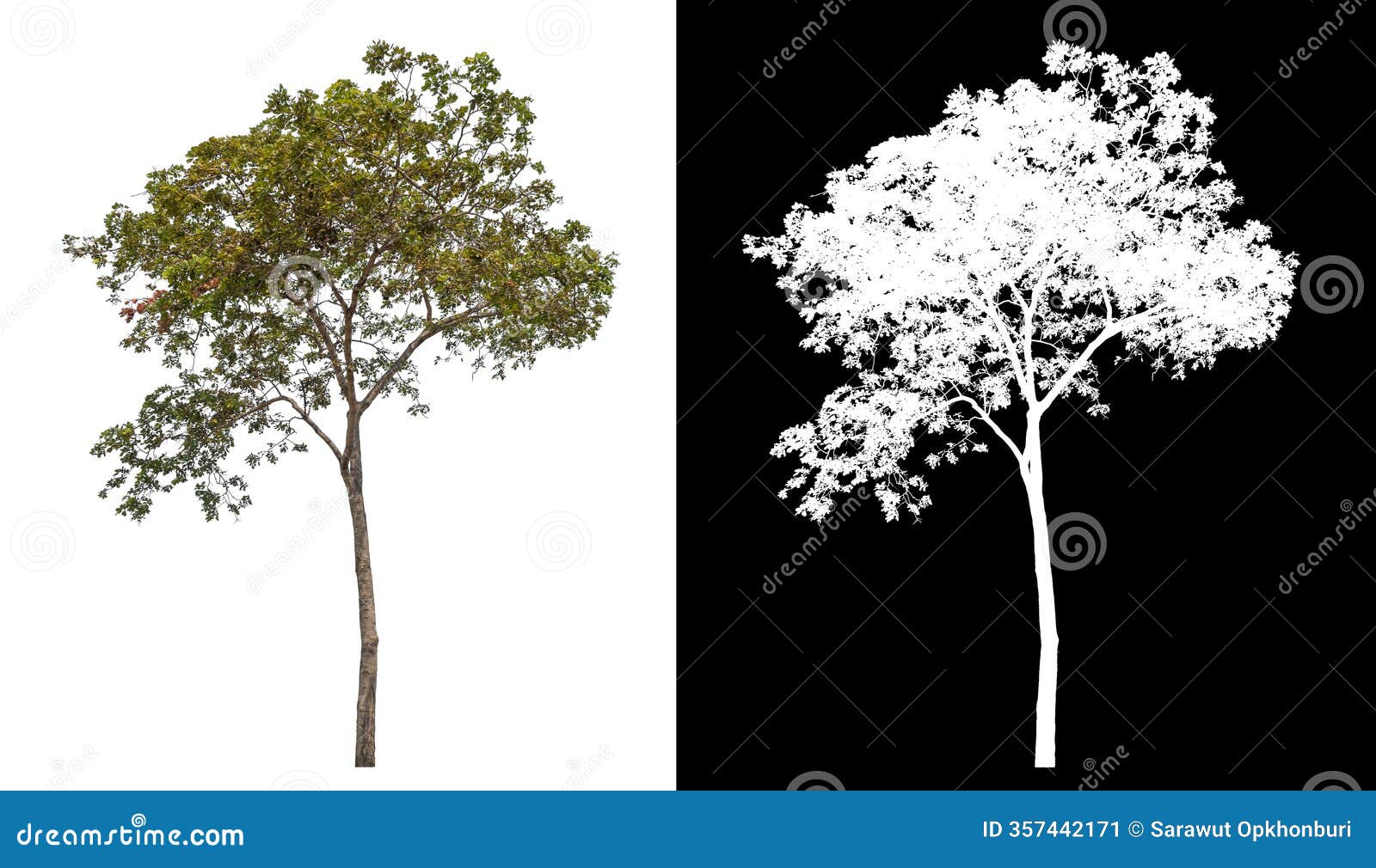 Tree with Clipping Path and Alpha Channel on Black Background . Stock ...