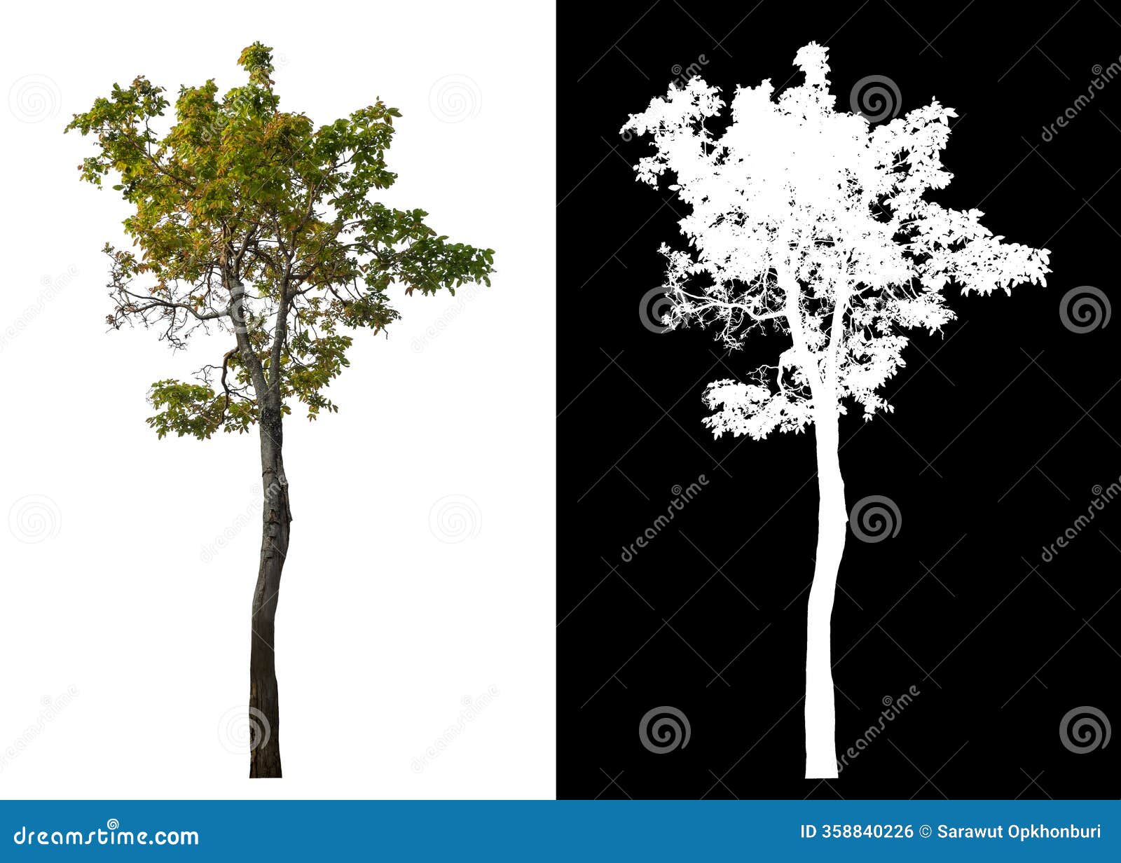 Tree with Clipping Path and Alpha Channel on Black Background . Stock ...