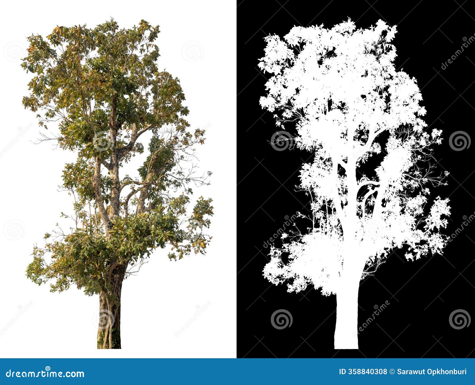 Tree with Clipping Path and Alpha Channel on Black Background . Stock Photo - Image of lush ...