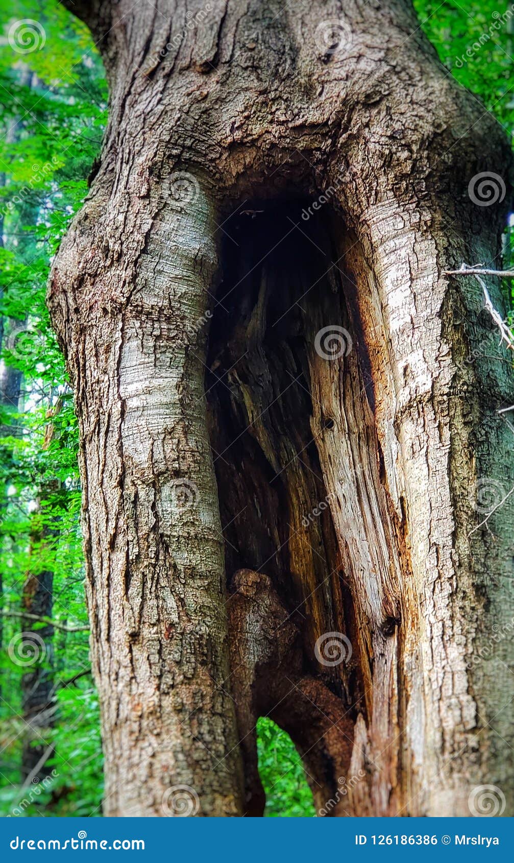 Tree stock photo. Image of forest, bark, nature, green - 126186386