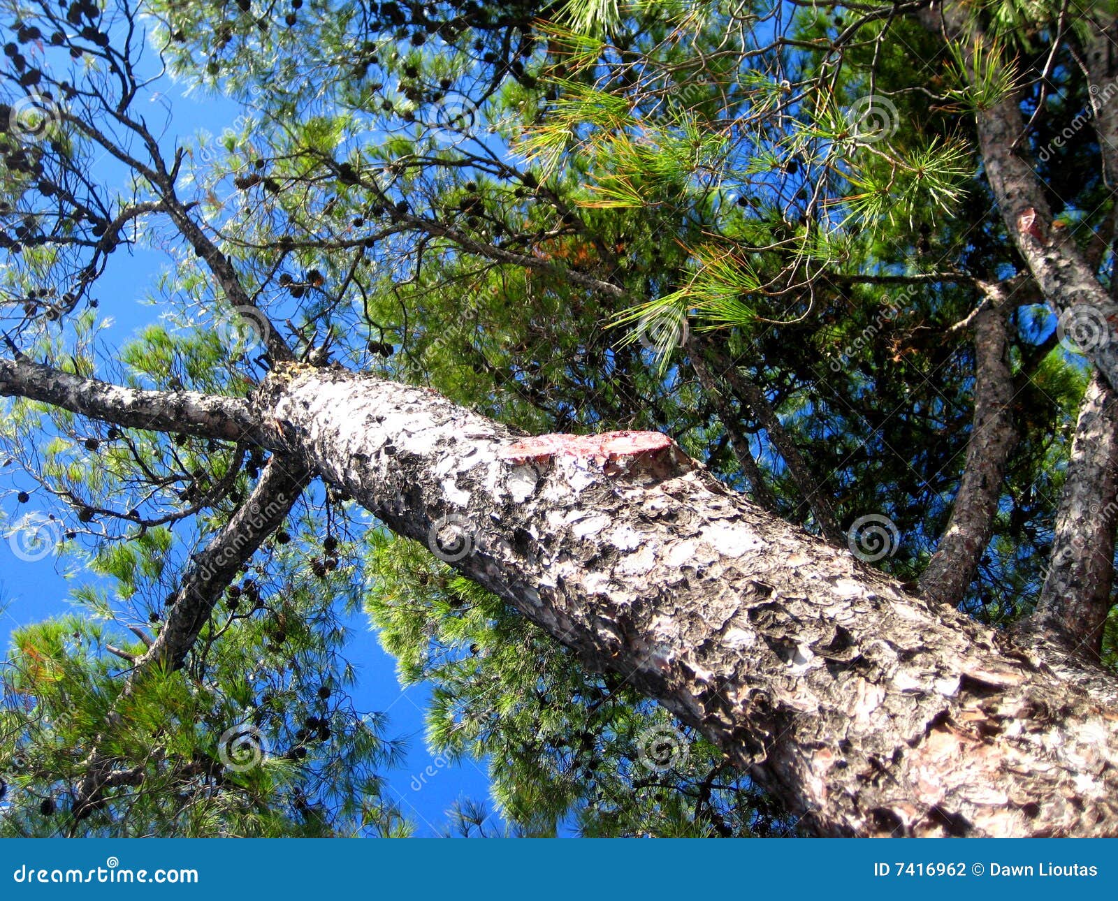 Tree Close Up stock photo. Image of leaves, pine, tree - 7416962