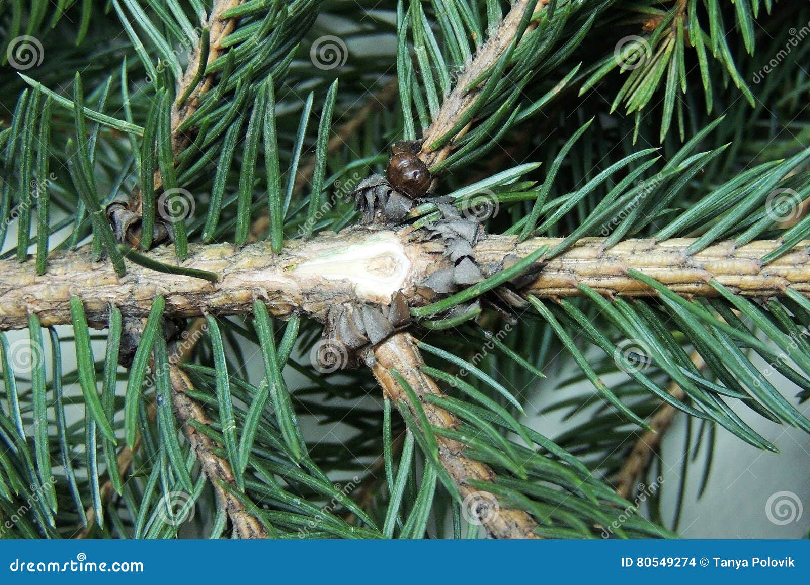 Tree close up stock photo. Image of nature, design, beauty - 80549274