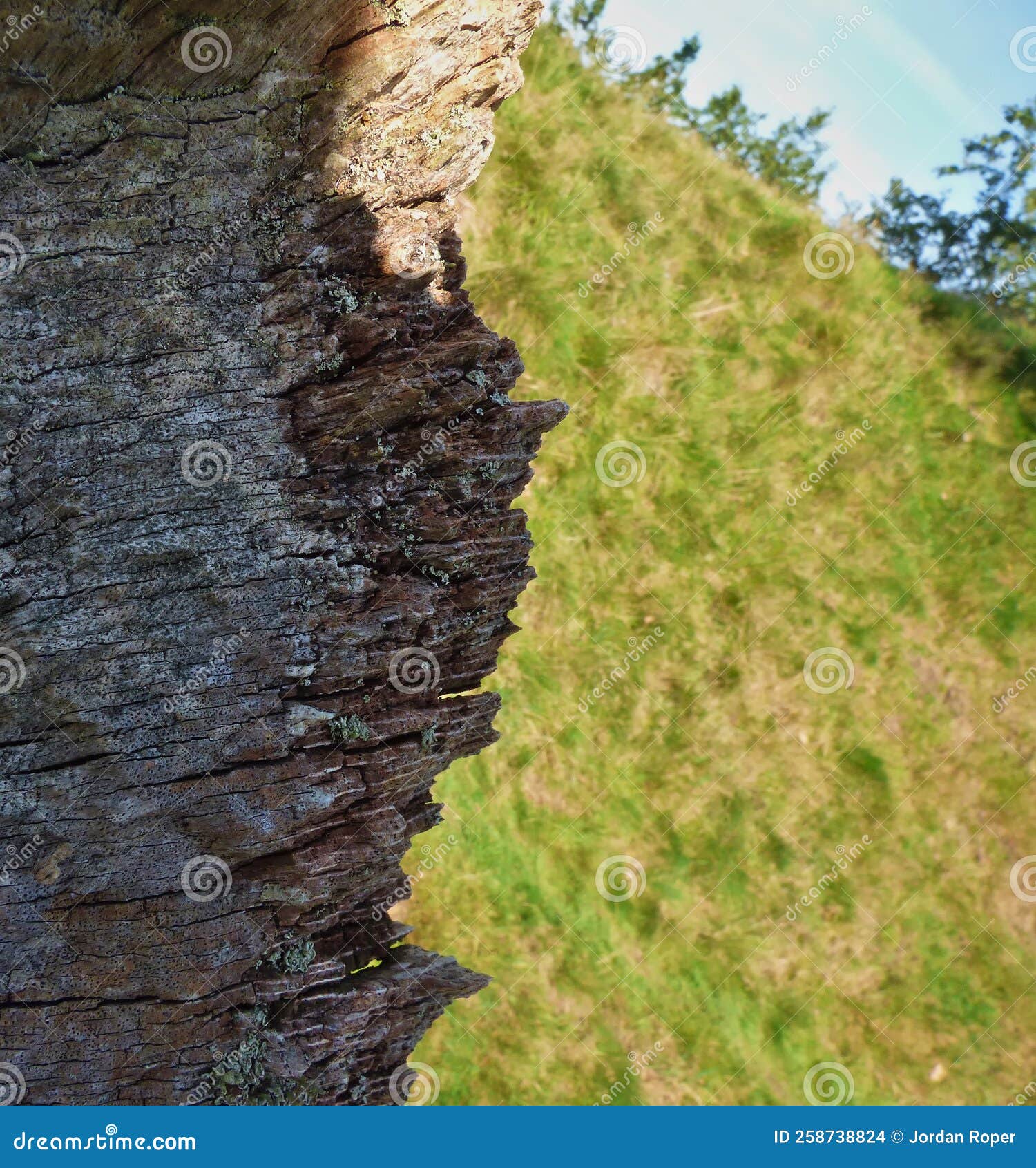 Rotting tree stock photo. Image of bright, scenic, finland - 258738824
