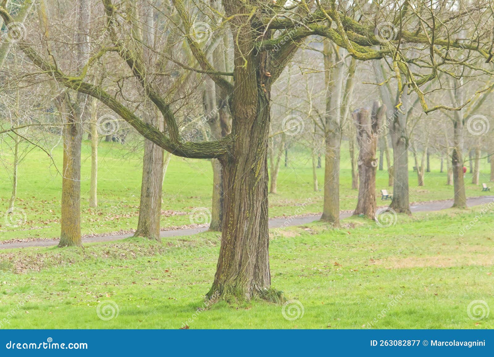 Tree close up in the park stock image. Image of white - 263082877